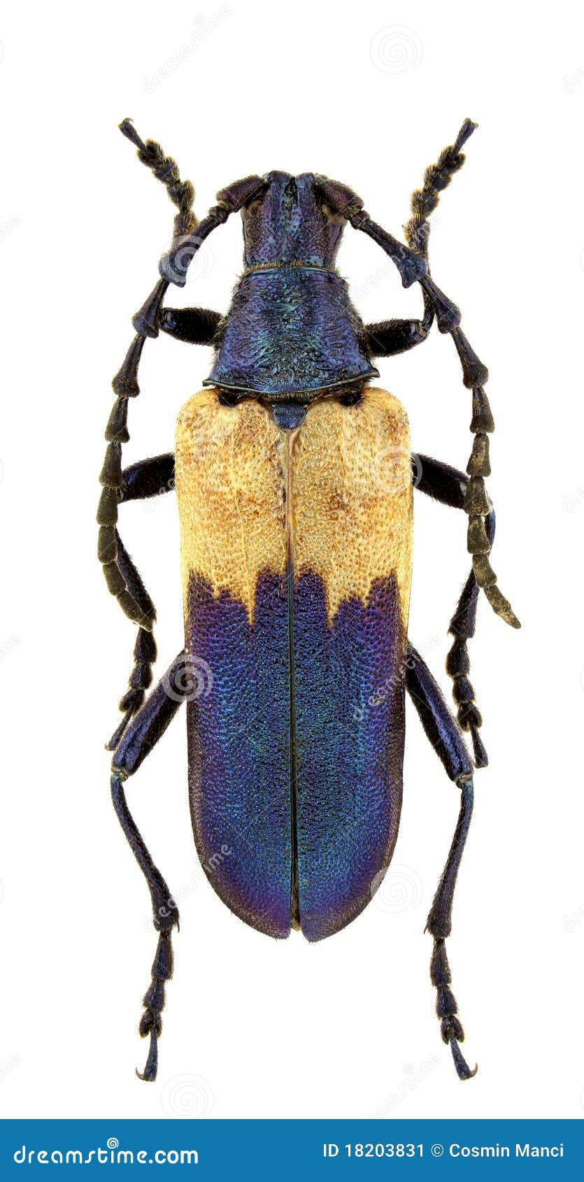 490 Palliatus Photos - Free & Royalty-Free Stock Photos from Dreamstime