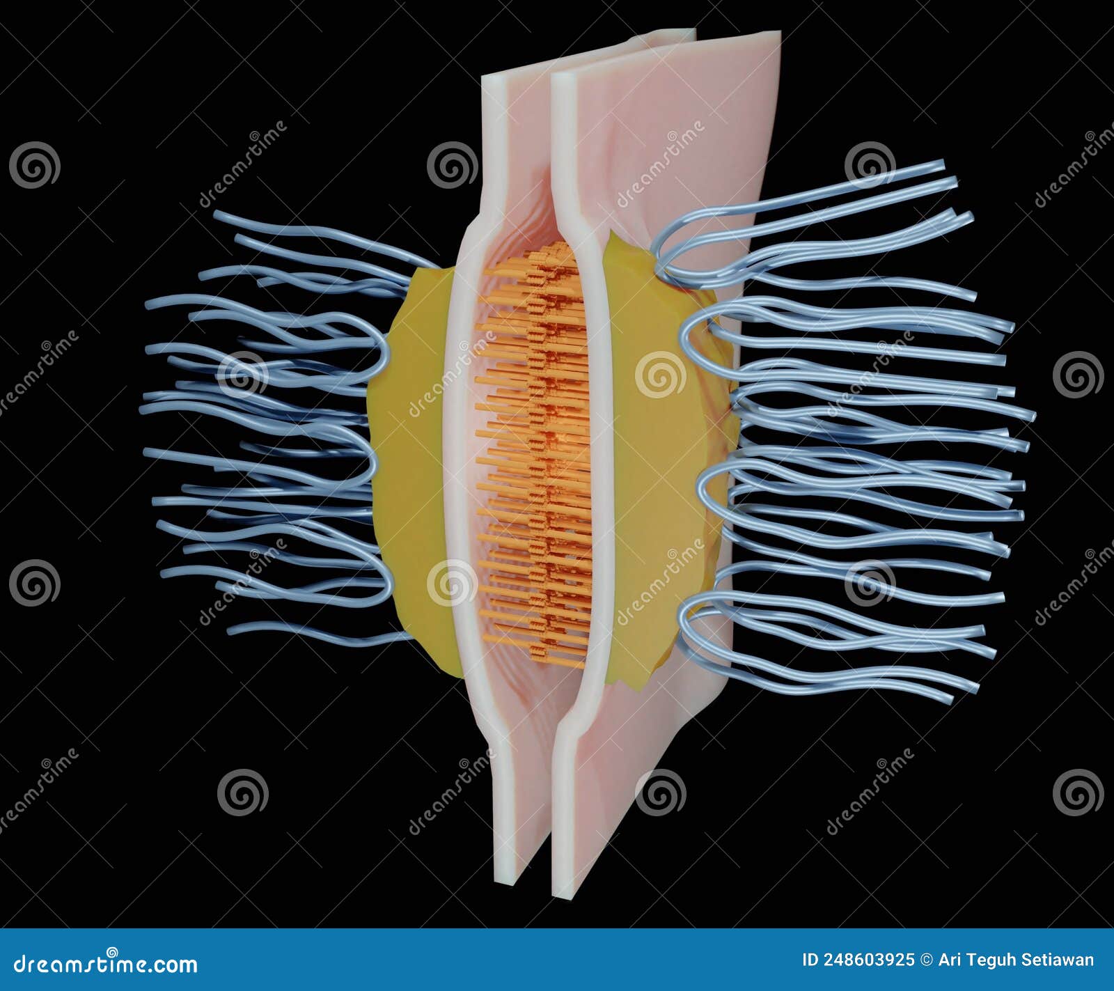 Desmosome Also Known As a Macula Adherent Stock Illustration ...