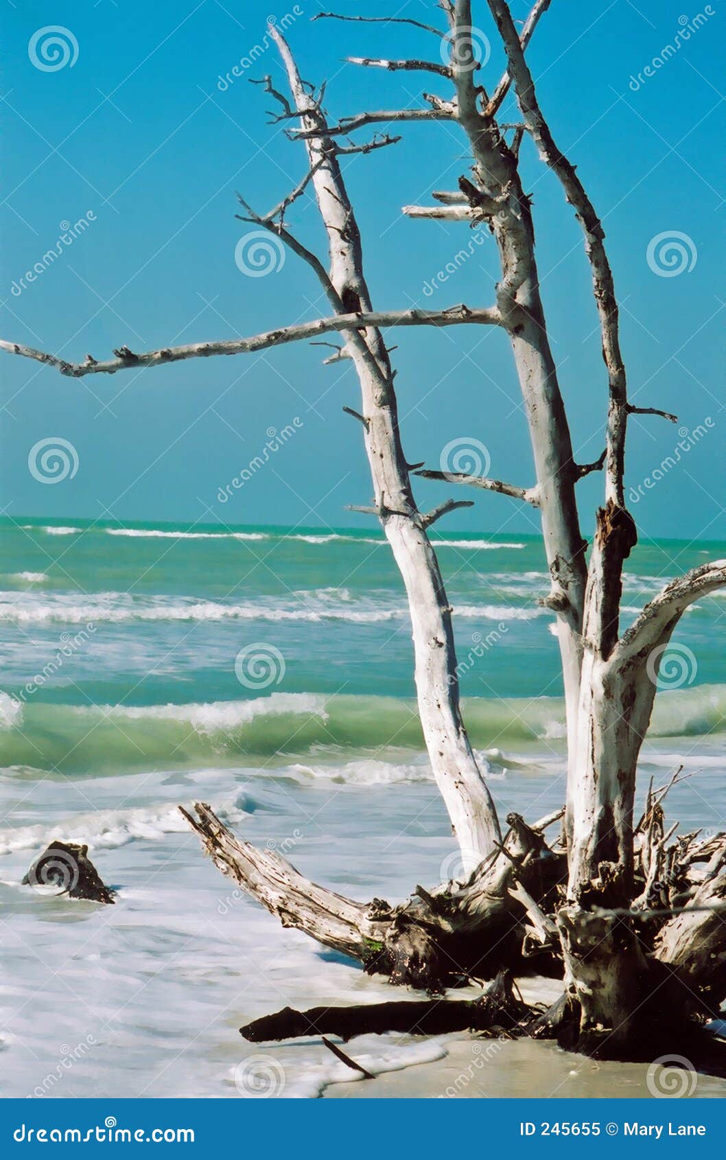 Desolate Beach stock image. Image of wood, ocean, nature - 245655