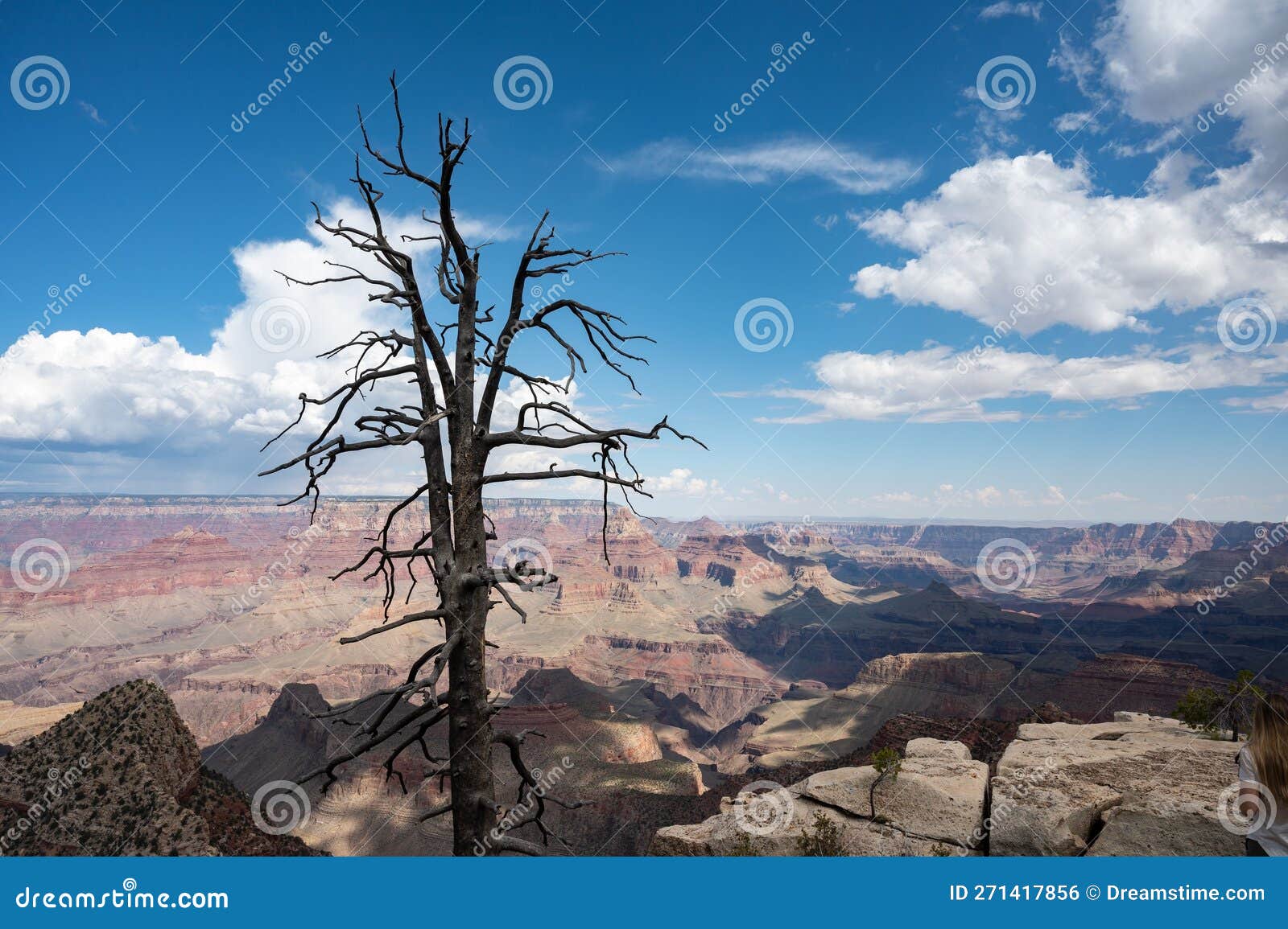 A Dead Tree Sitting on Top of a Cliff with Rocks Stock Photo - Image of ...