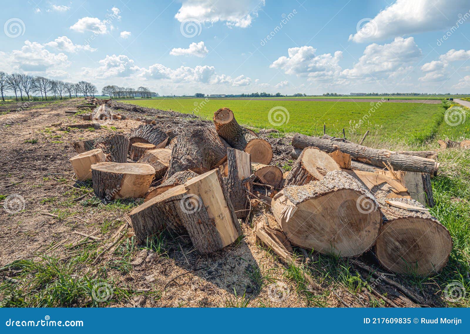 Desolate Environment after Clearing Large Trees Stock Image - Image of ...