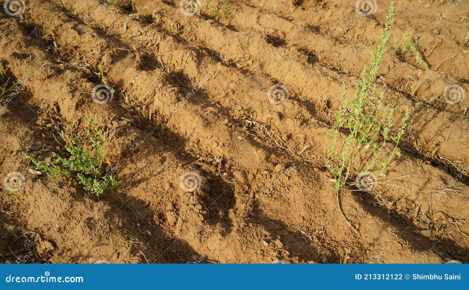 Desolate Field after Crop Harvesting with Some Weeds Plant. Fields ...