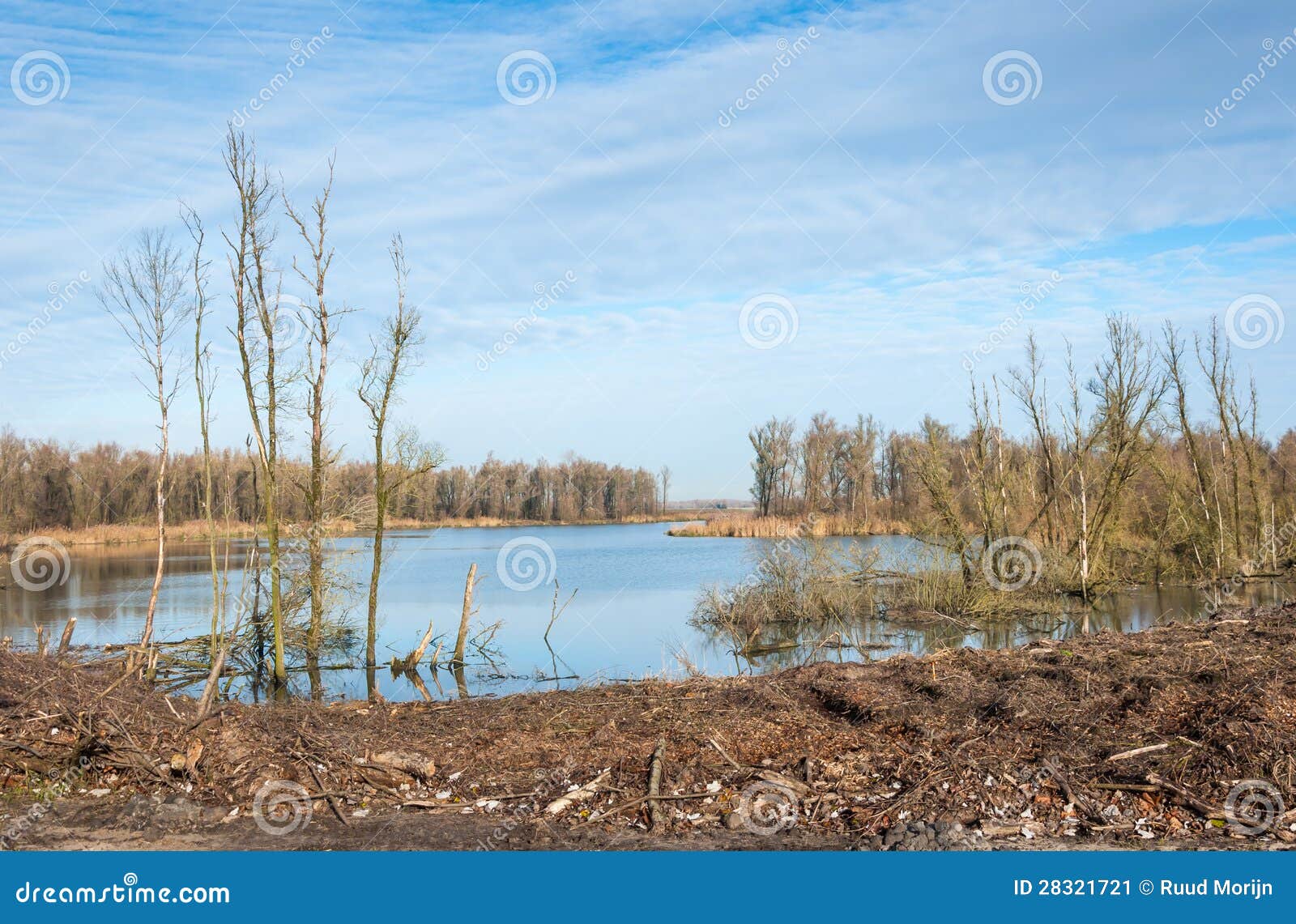 Desolate forest in autumn stock image. Image of lake - 28321721