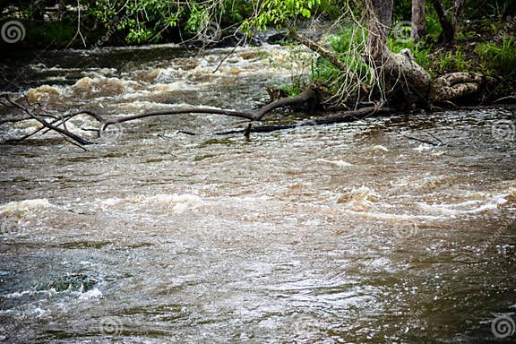 Desolate Image of a Riverbank with Dry, Tree Trunks Standing in a Line ...