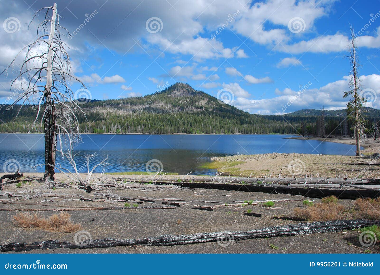 Desolate Landscape stock image. Image of wood, lake, forest - 9956201