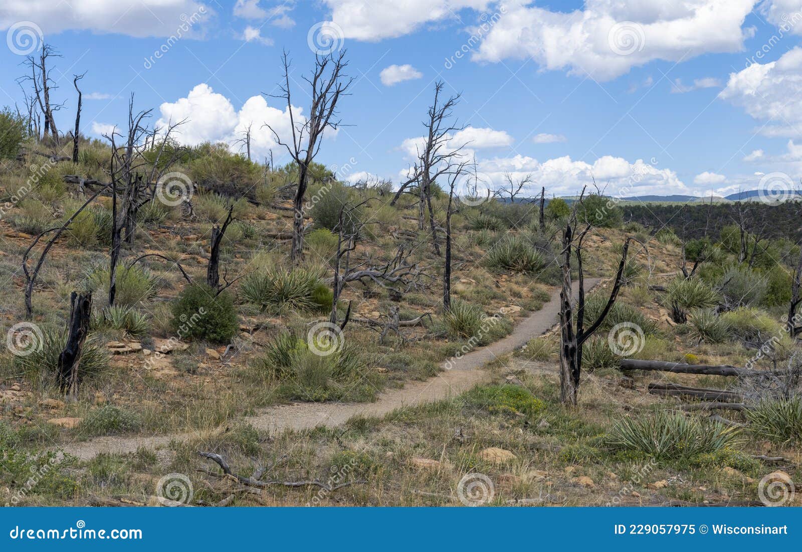 Desolate Landscape, Forest Fire Burn Stock Image - Image of trail ...