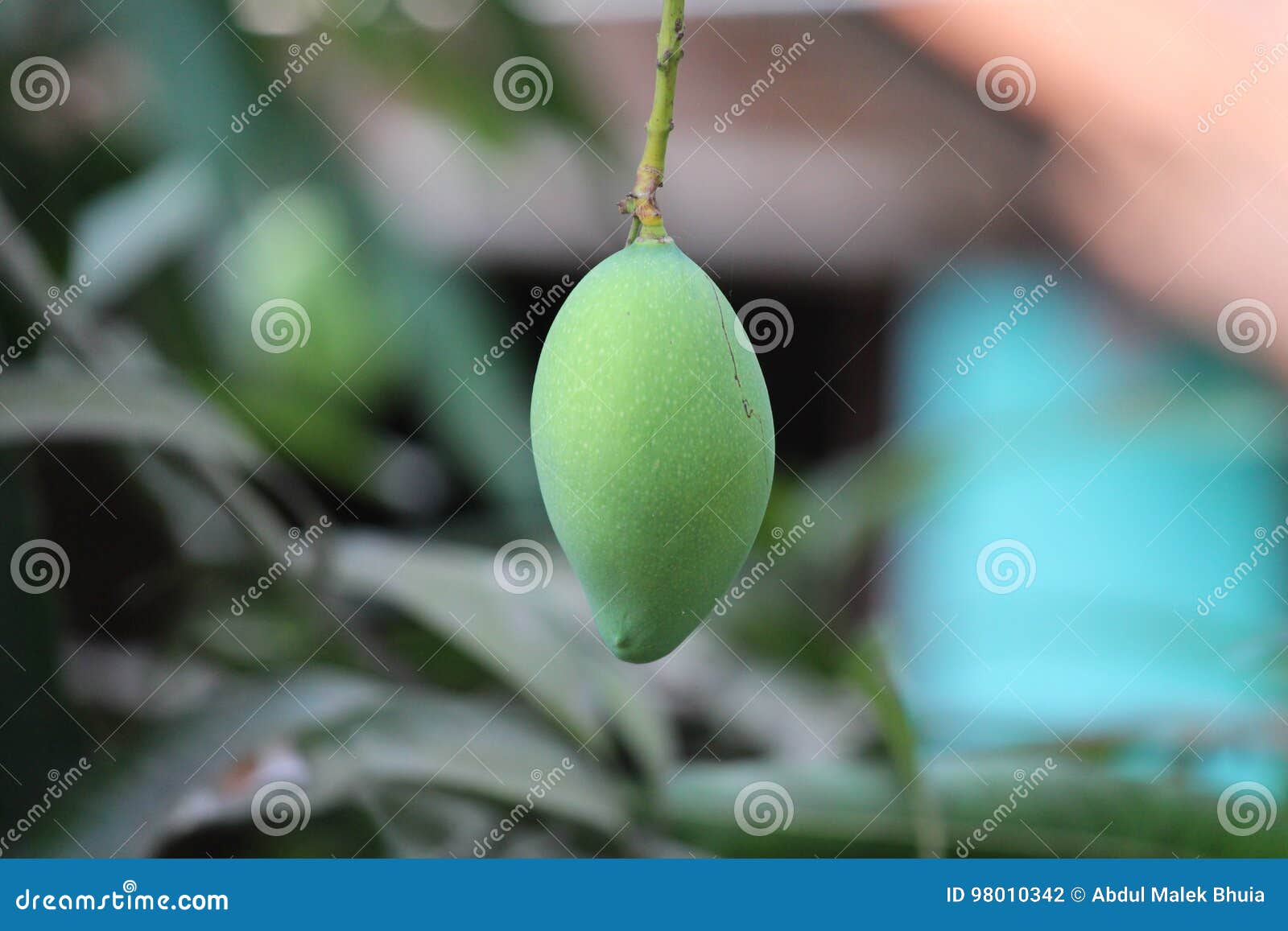 Samples Mango Stock Photos - Free & Royalty-Free Stock Photos from ...