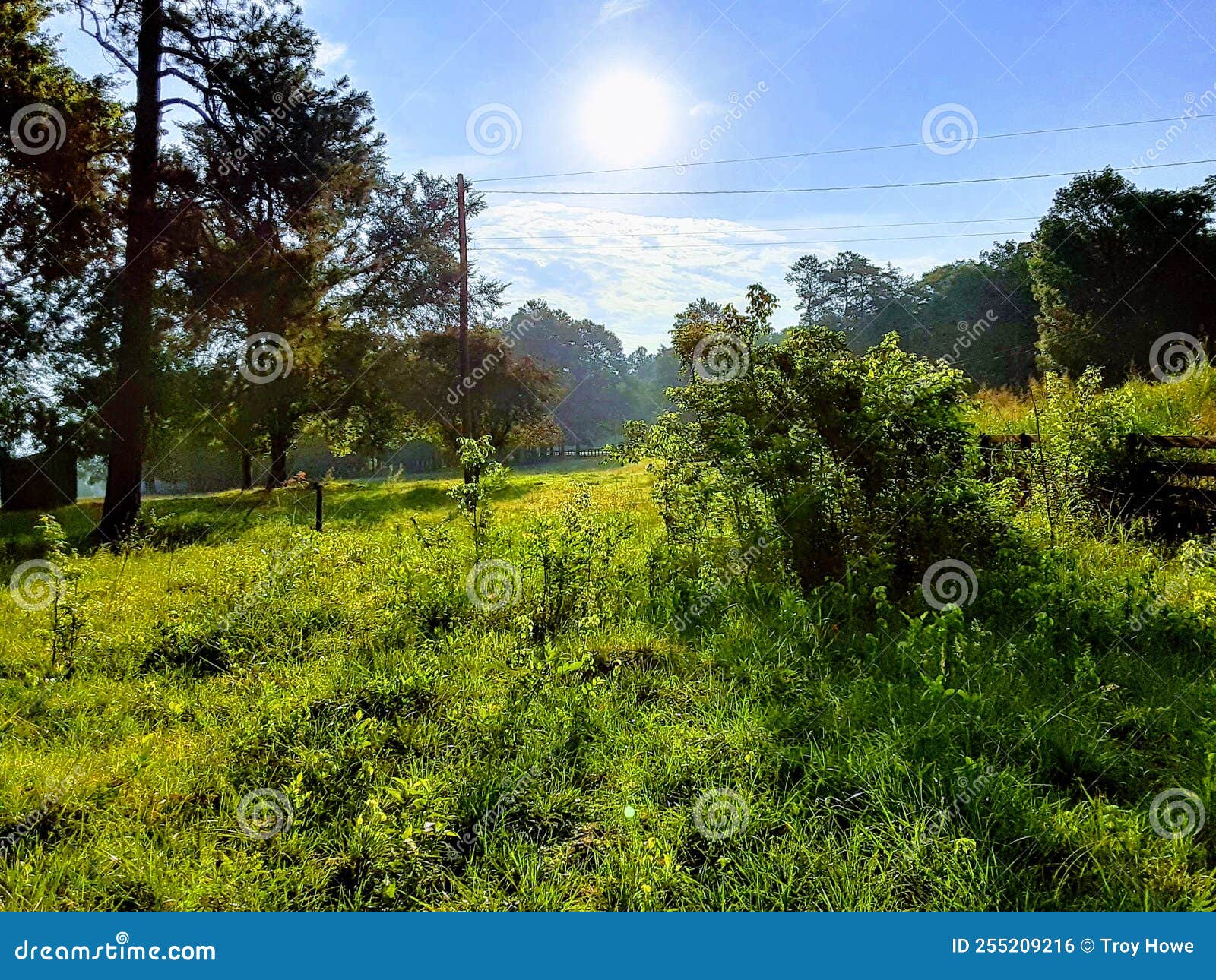 Desolate Prairie stock photo. Image of prairie, trees - 255209216