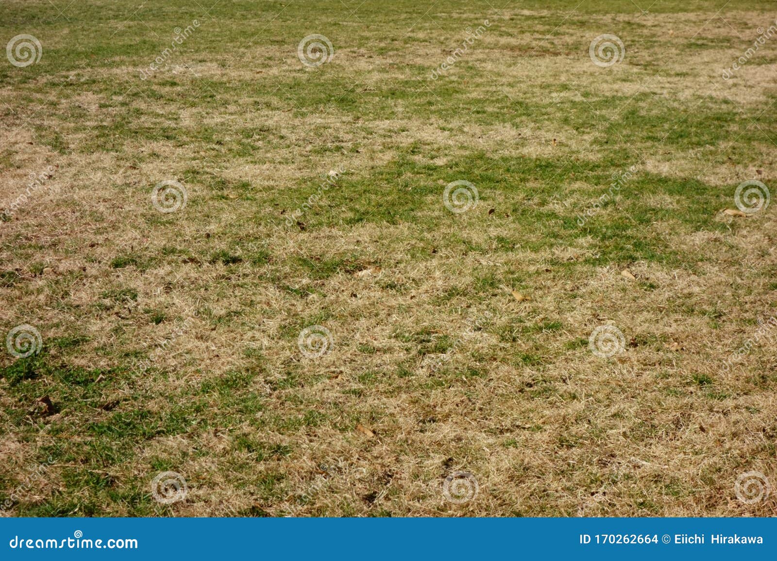 Weed Pattern Royalty-Free Stock Image | CartoonDealer.com #98169010