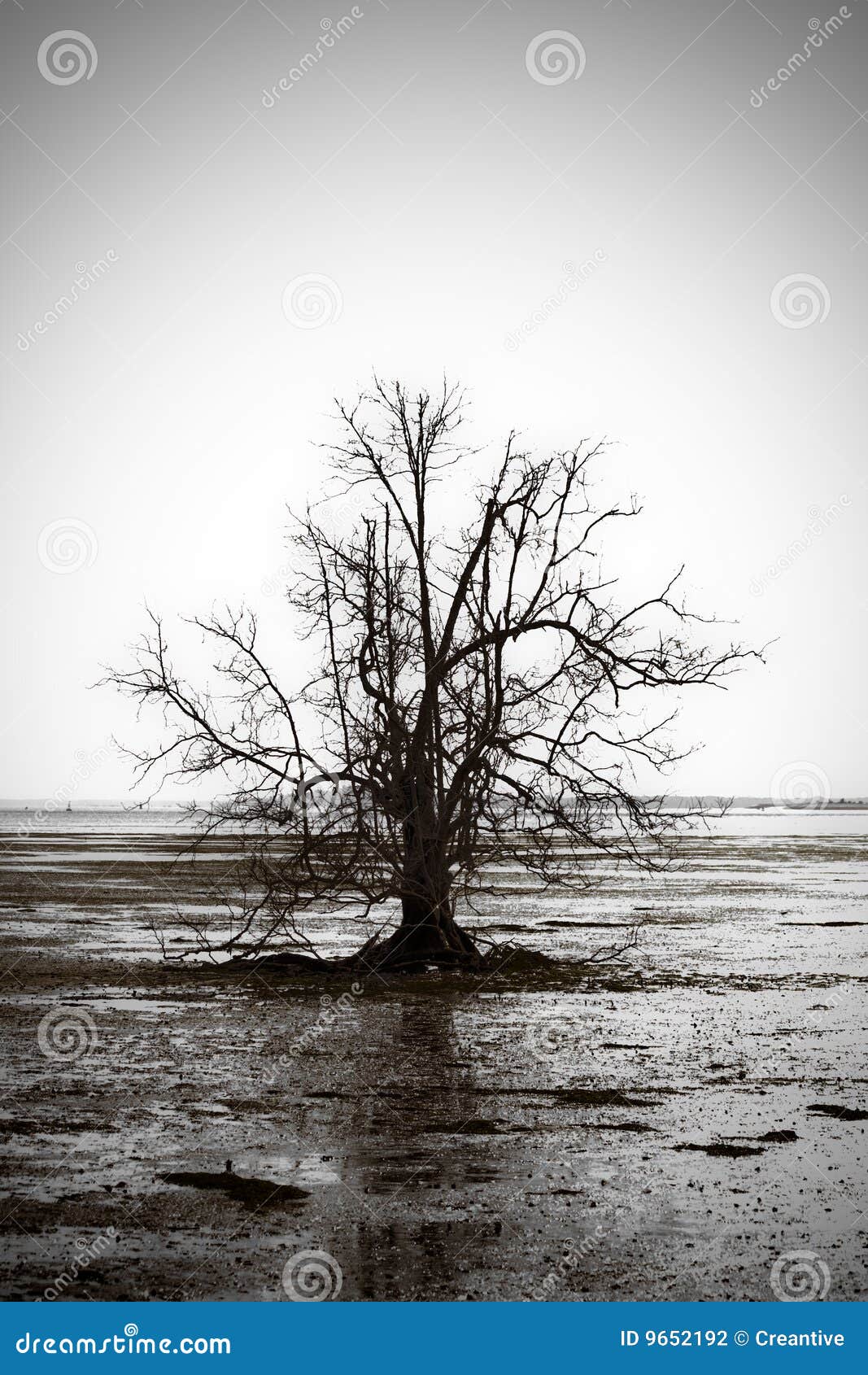 Desolate Tree stock photo. Image of dead, tides, single - 9652192