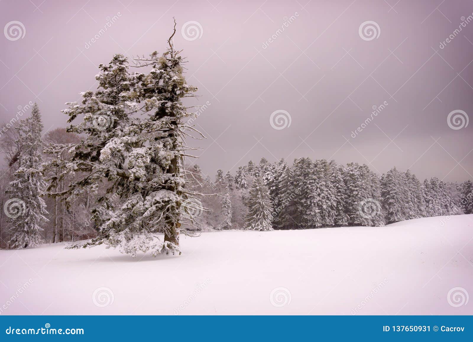 Desolate Winter Snow Landscape Stock Image - Image of tree, quiet ...