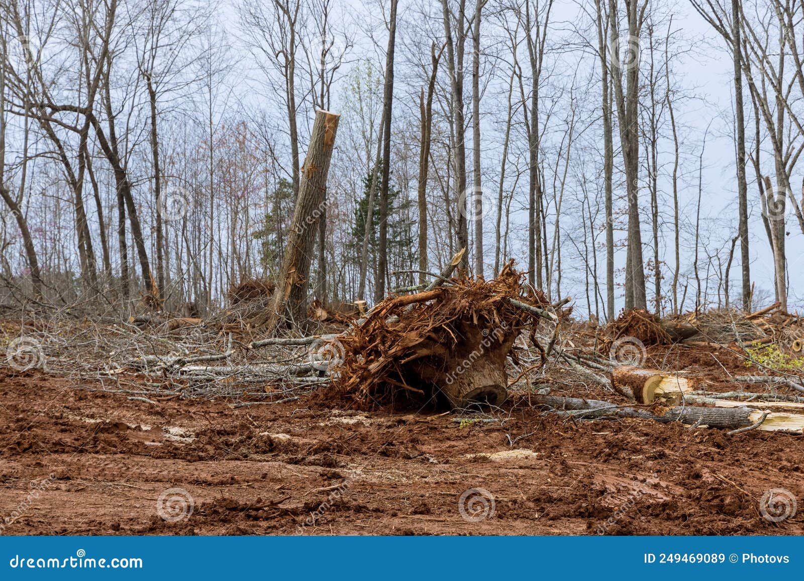 Desolated Landscape of Forests Being Cut Down Fresh Chop Tree Root ...