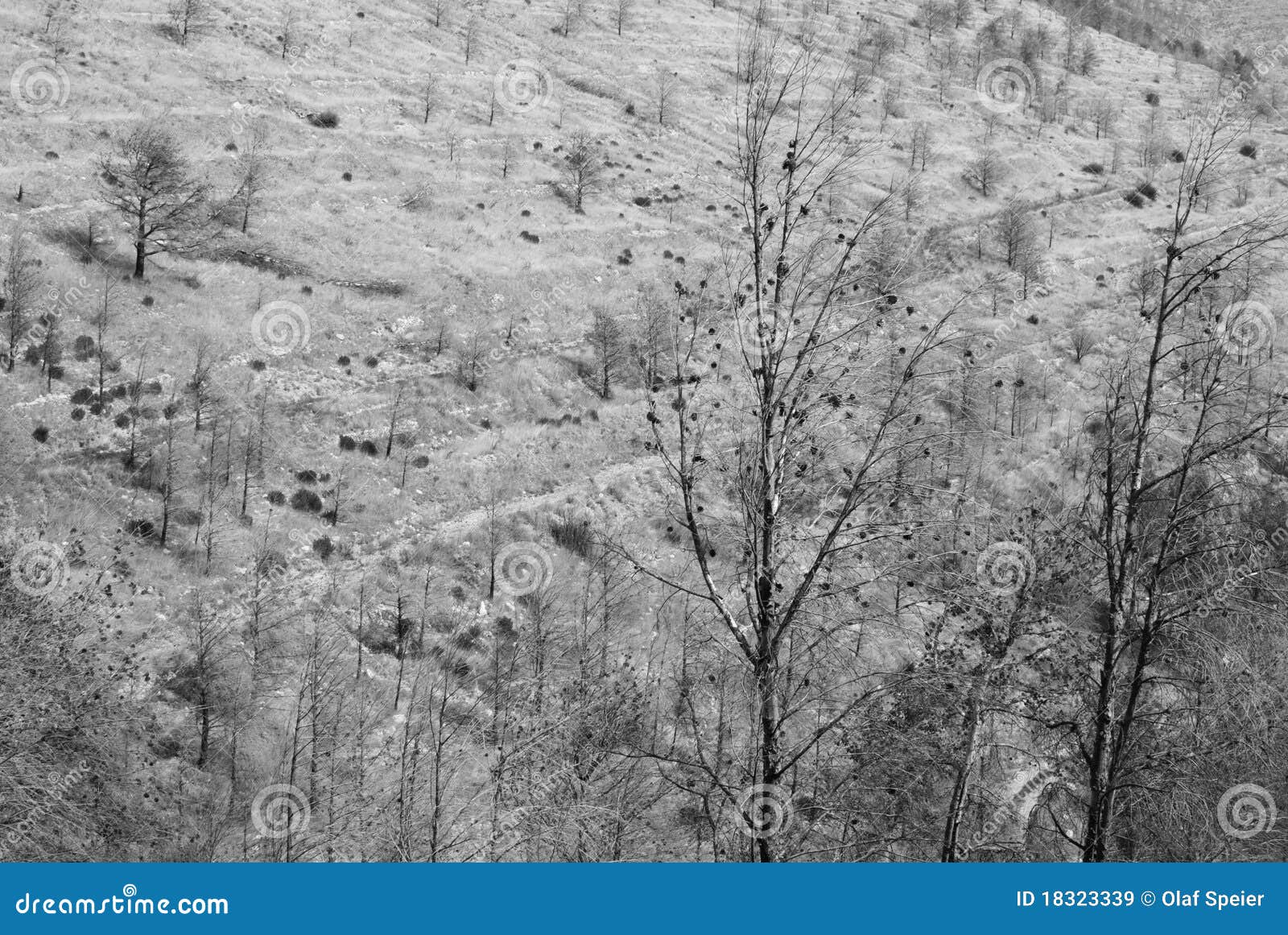 Desolation stock image. Image of tree, coal, ecology - 18323339
