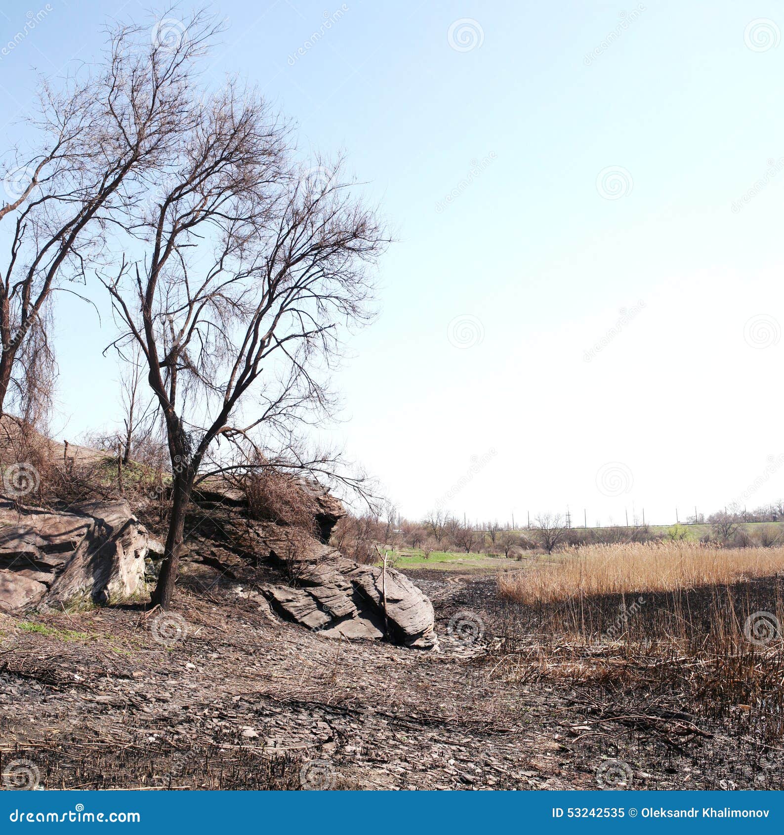 Desolation on the Dry Riverbed Stock Image - Image of perish, reed ...