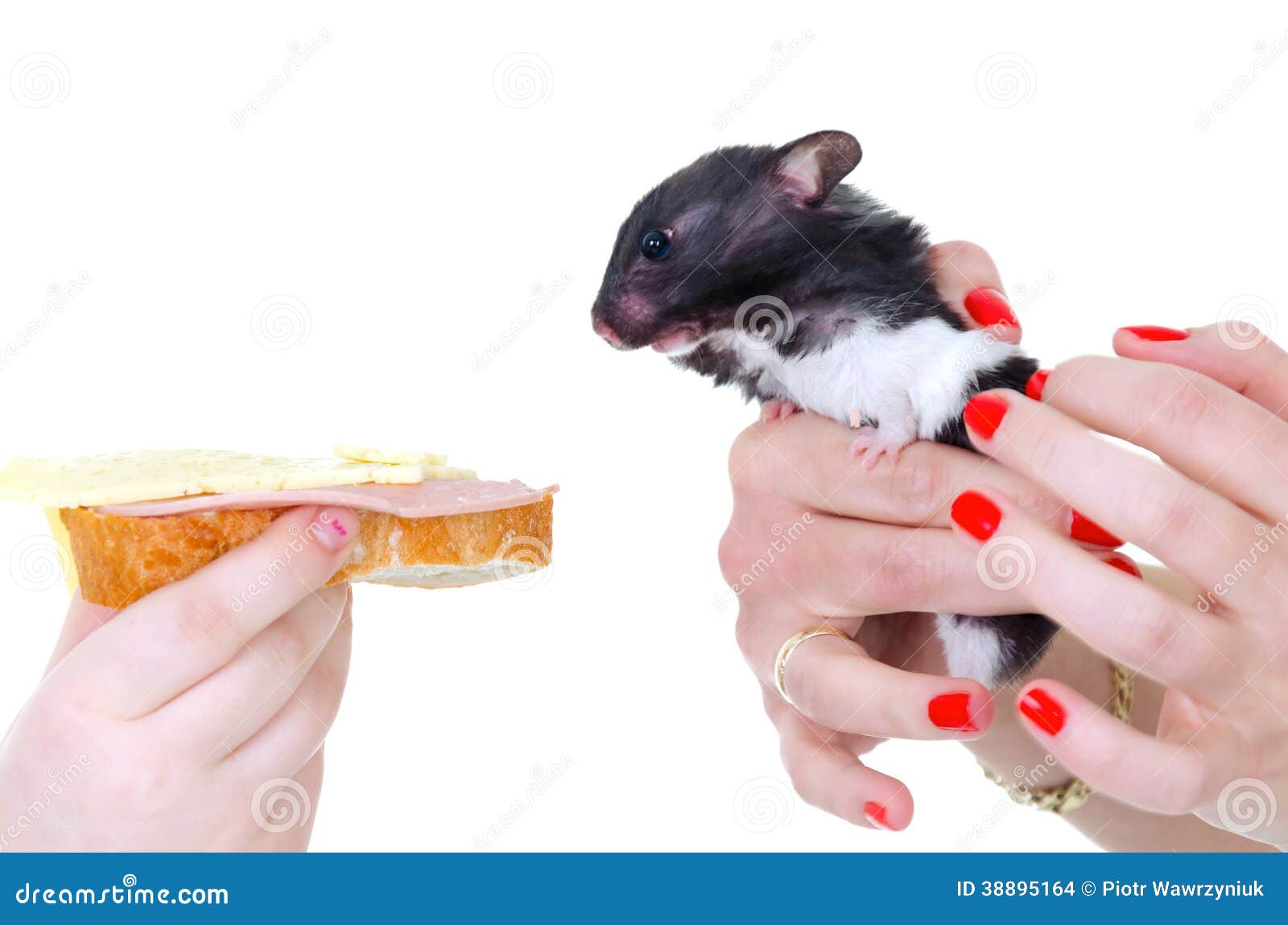 Desperate hungry hamster stock photo. Image of furry - 38895164