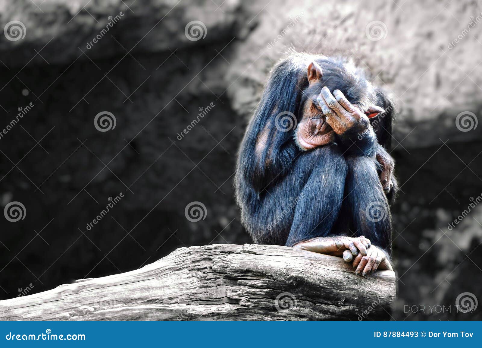 Desperate stock image. Image of black, desperate, chimpanzee - 87884493
