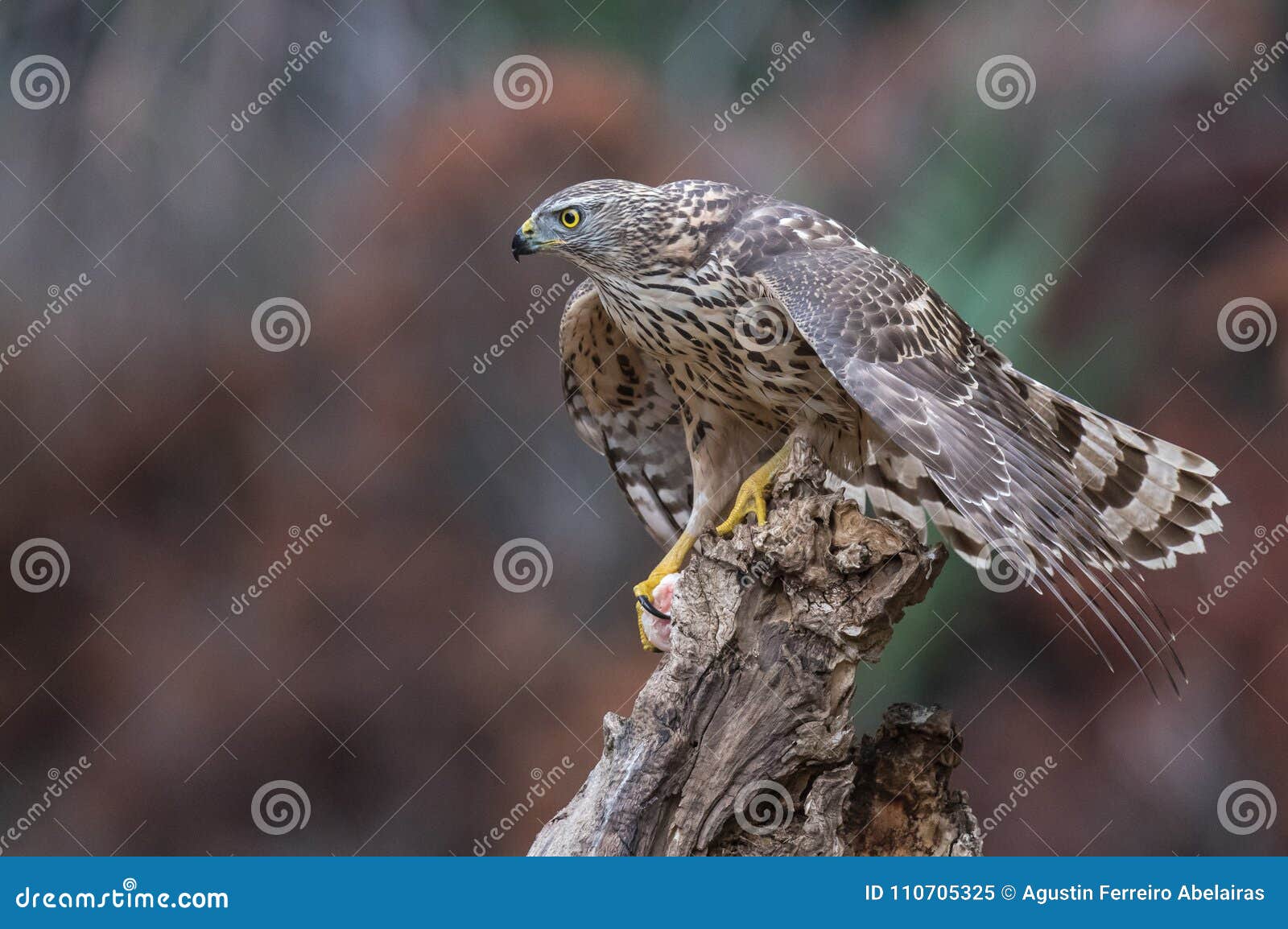 Despite Its Medium Size, the Northem Goshawk Stock Image - Image of ...