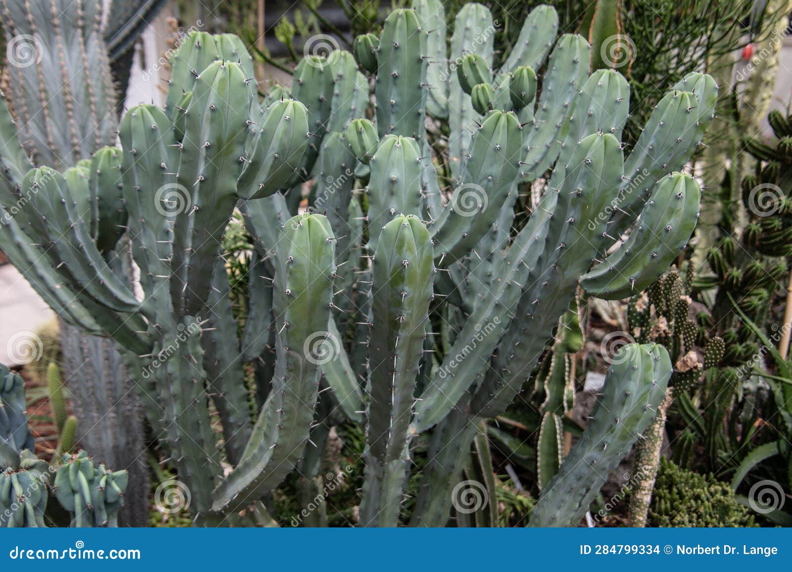 Dessert with green cacti stock photo. Image of succulents - 284799334