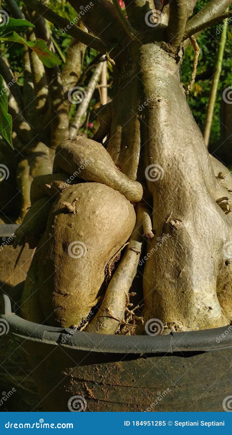 Dessert Rose (adenium) Root Stock Image - Image of nature, wildlife ...