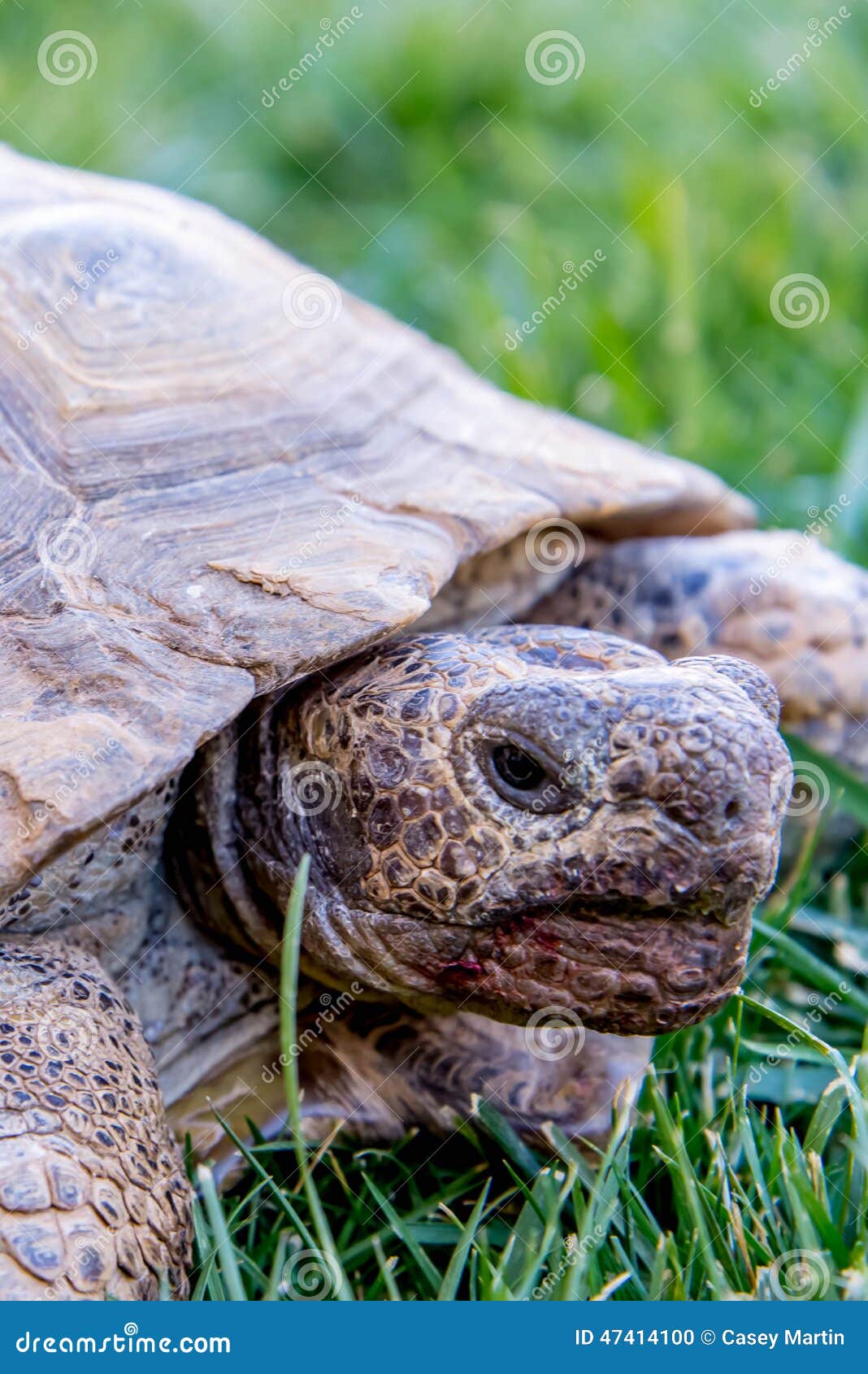 Dessert Tortoise on Green Grass Stock Photo - Image of dessert, shell ...