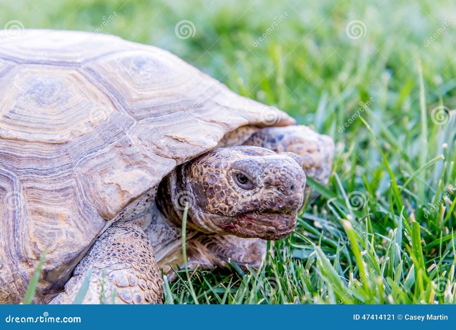 Dessert Tortoise on Green Grass Stock Image - Image of tortoise, crawl ...