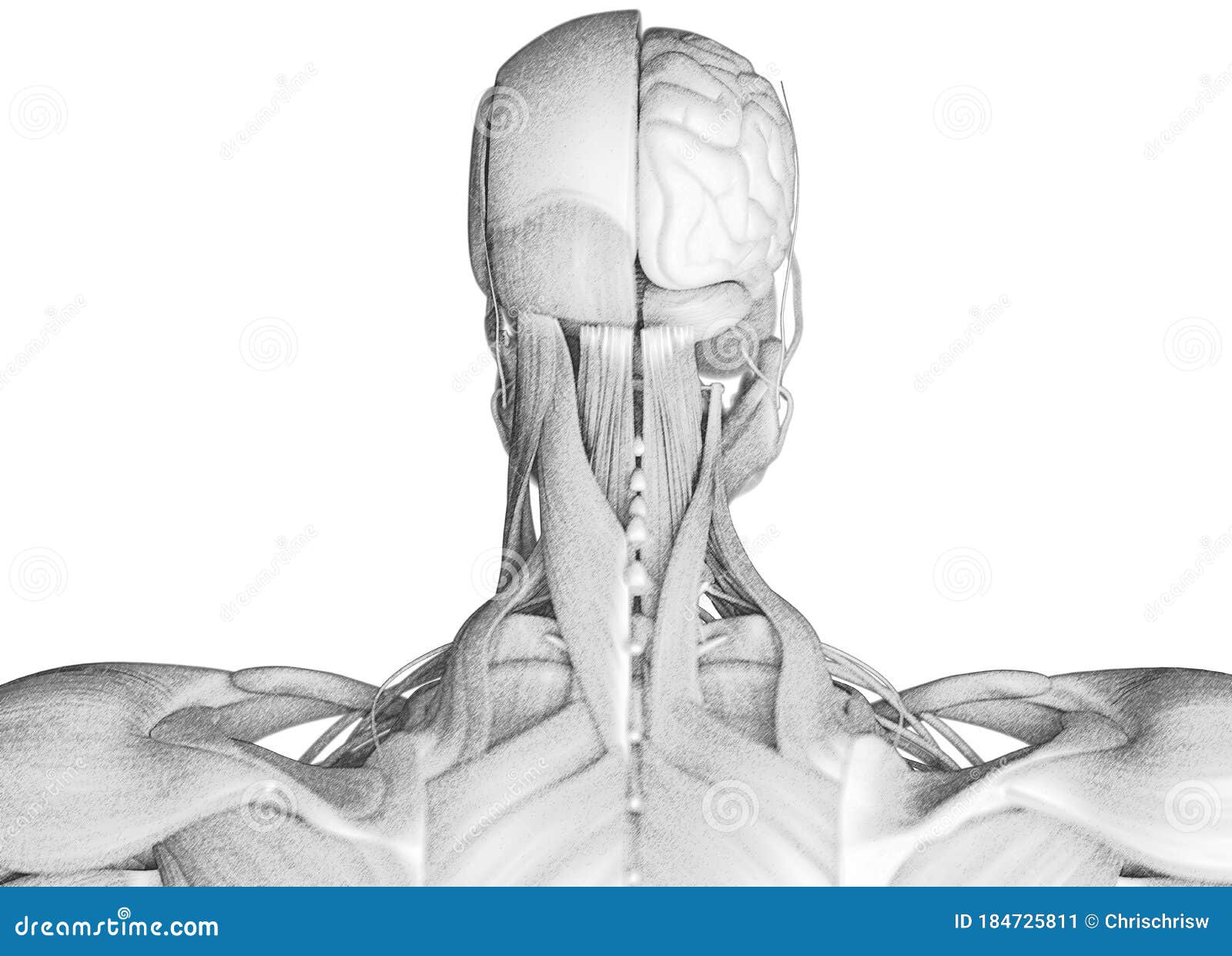 Dessin Anatomique Des Muscles Du Cou. Illustration Stock - Illustration ...