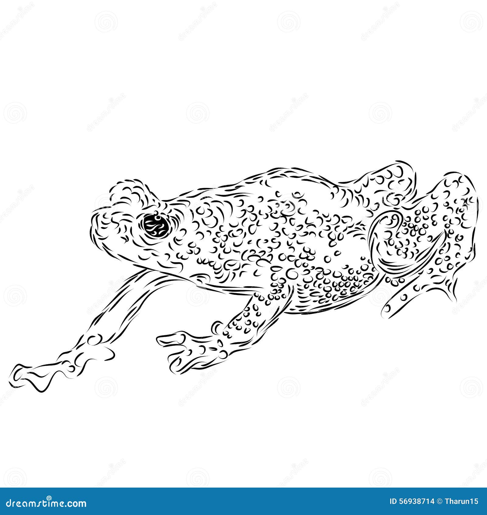 Dessin Au Trait D'un Crapaud De Jet De Kihansi Illustration Stock ...