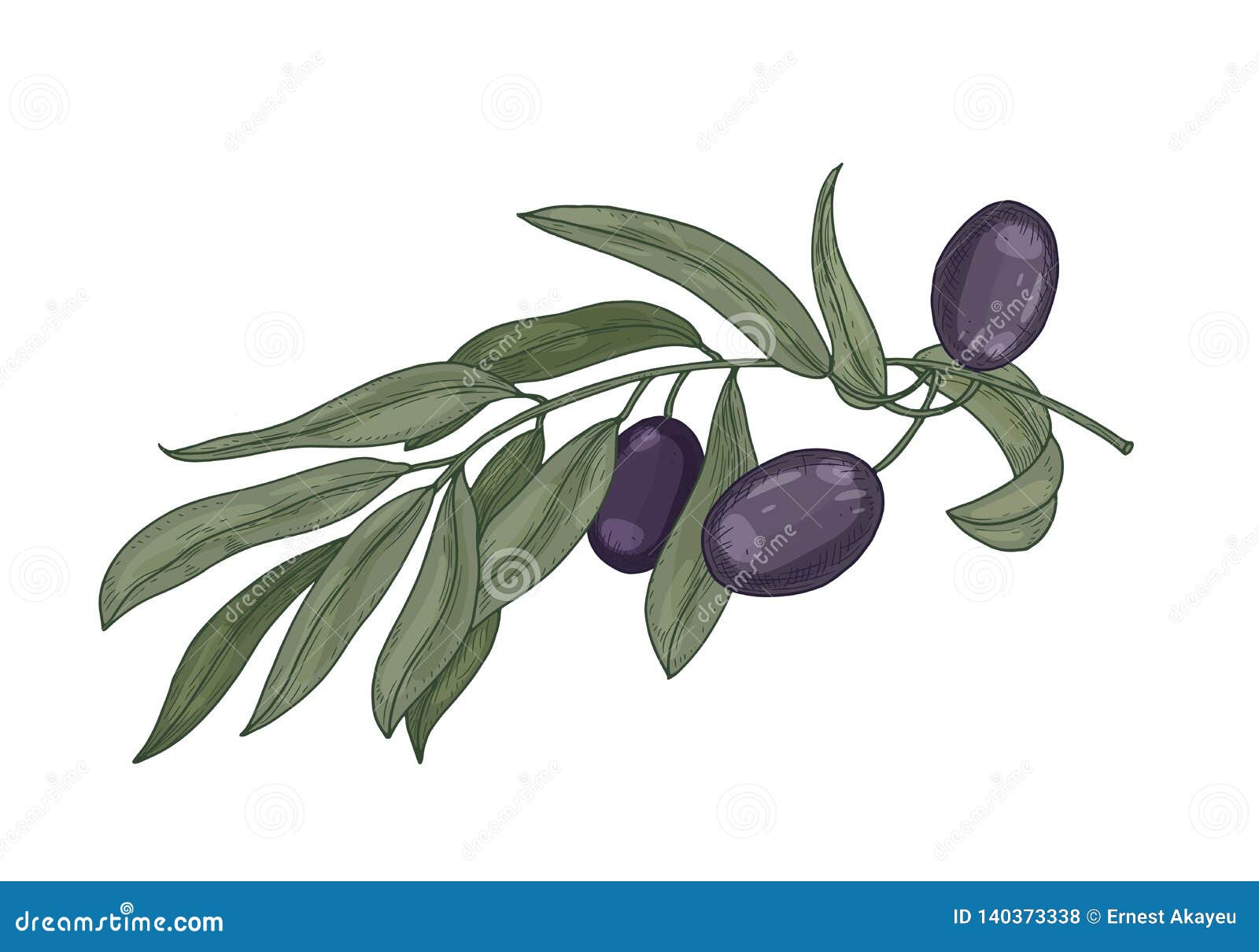 Dessin Botanique Détaillé De Branche D'olivier Avec Des Feuilles Et Des ... Dessin Botanique Détaillé De Branche D'olivier Avec Des Feuilles Et Des ...