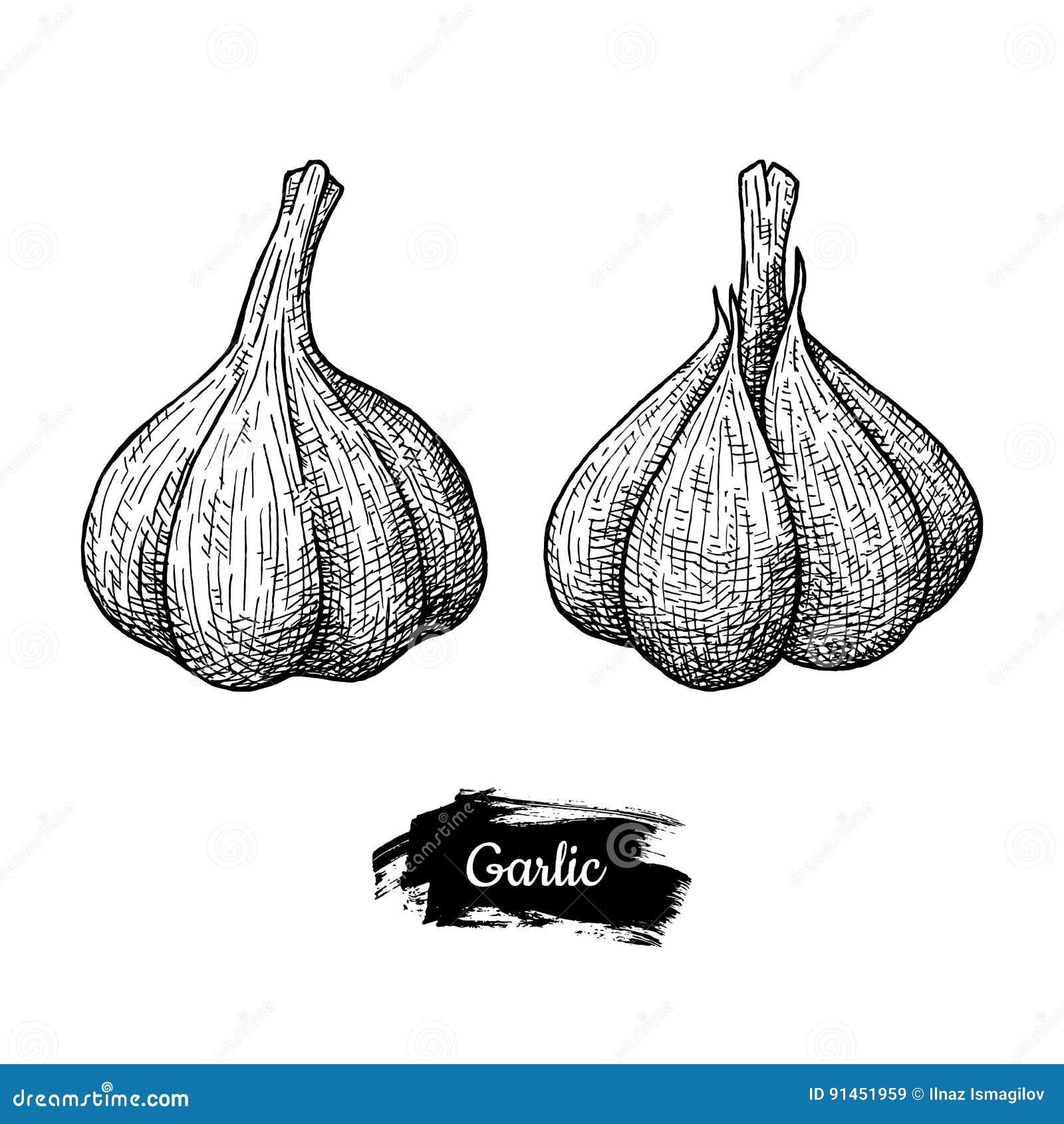 Dessin D'ail Sur Le Fond Blanc Illustration de Vecteur - Illustration ...