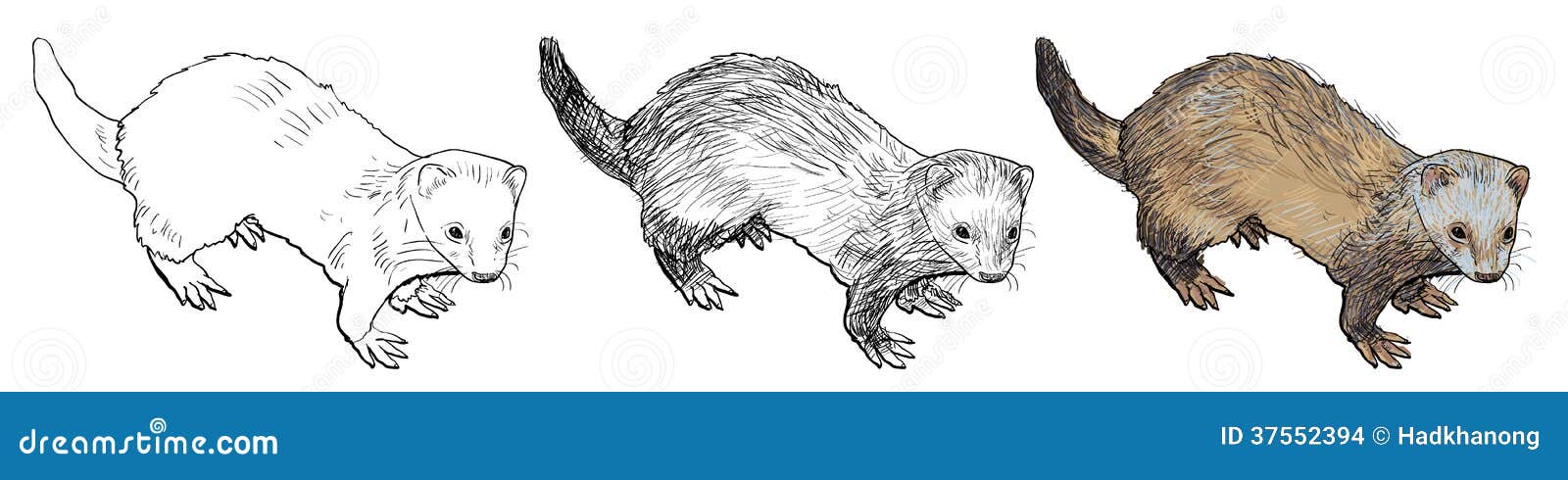 Dessin de furet illustration de vecteur. Illustration du blanc - 37552394