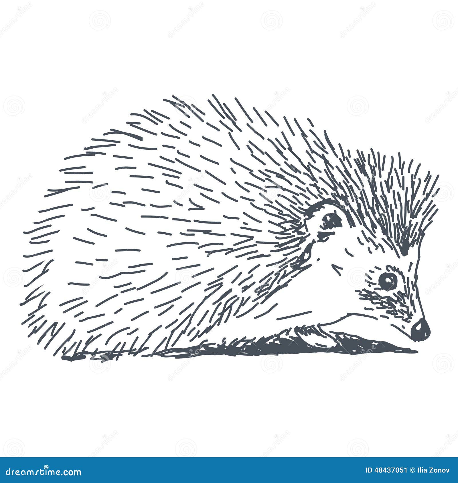 Dessin de hérisson illustration stock. Illustration du petit - 48437051