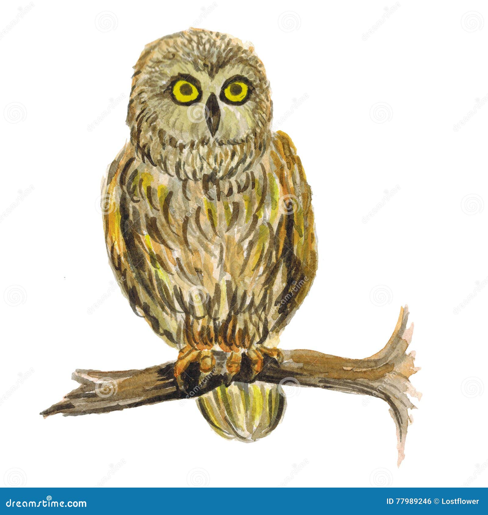 Dessin De Hibou Par L'aquarelle Illustration Stock - Illustration du ...