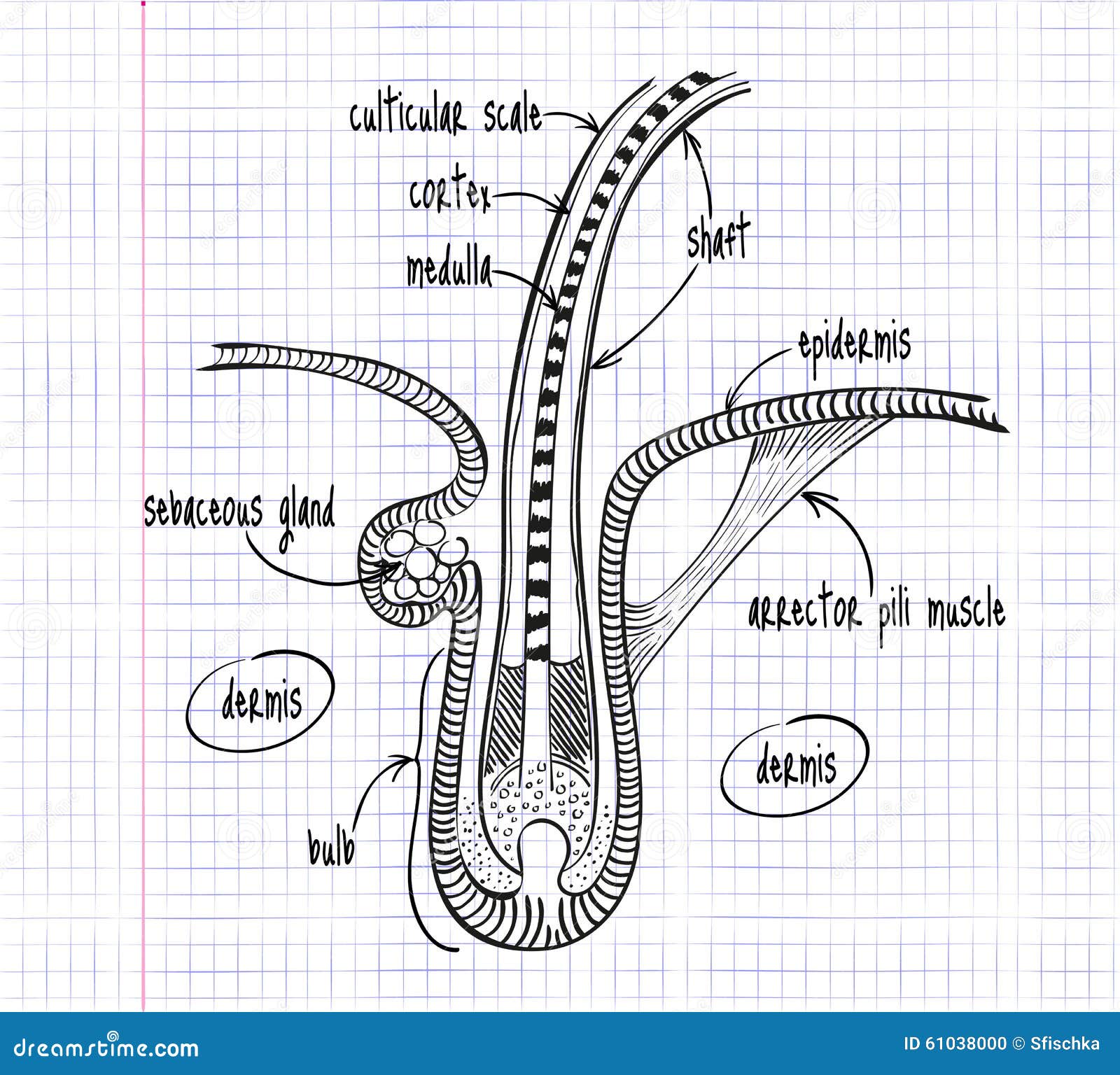 Dessin De La Structure Des Cheveux Illustration de Vecteur ...