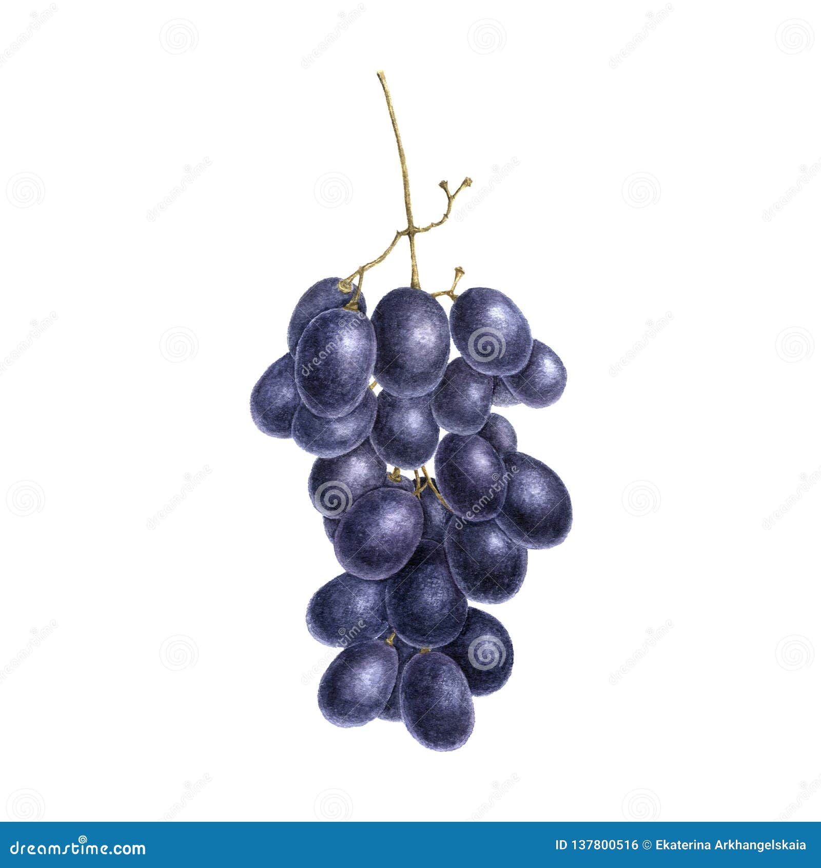 Dessin De Raisin Rouge Dans L'aquarelle Photo stock - Image du normal ...