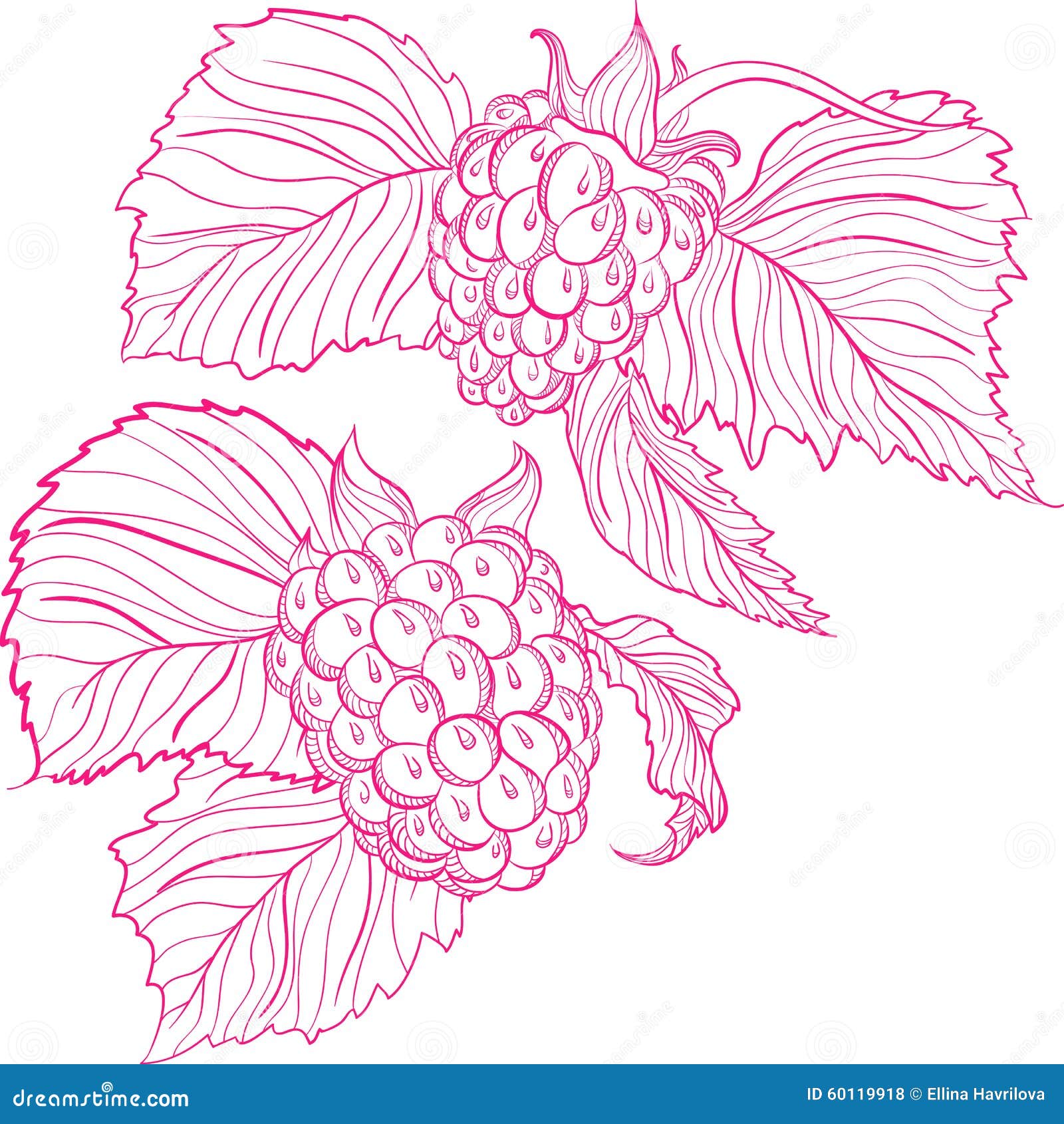 Dessin De Vecteur Des Framboises Illustration de Vecteur - Illustration ...
