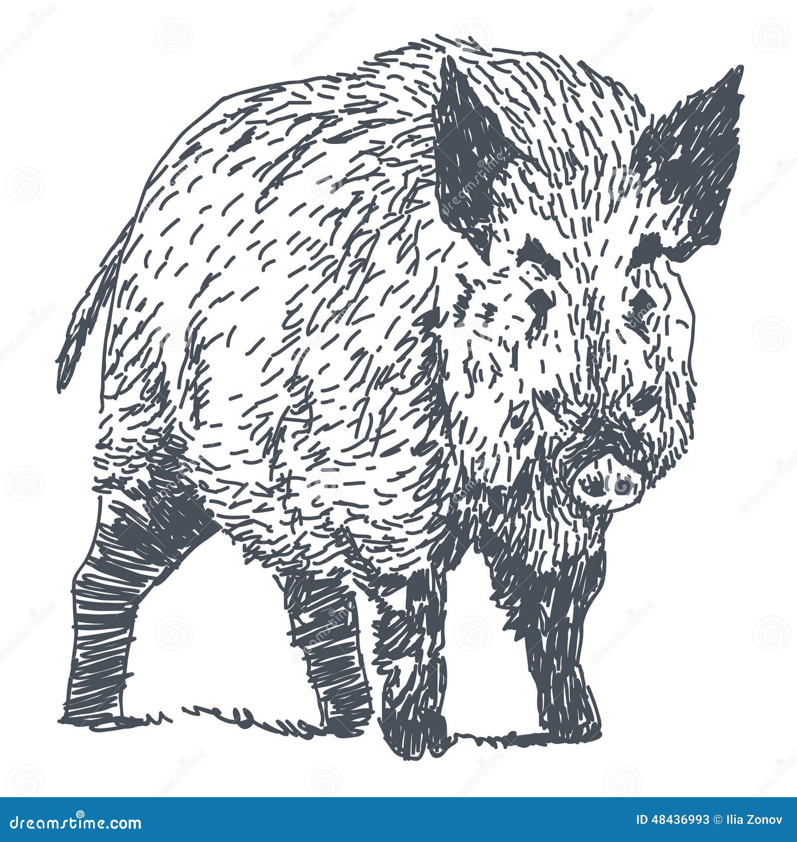 Dessin de verrat illustration de vecteur. Illustration du gravure ...