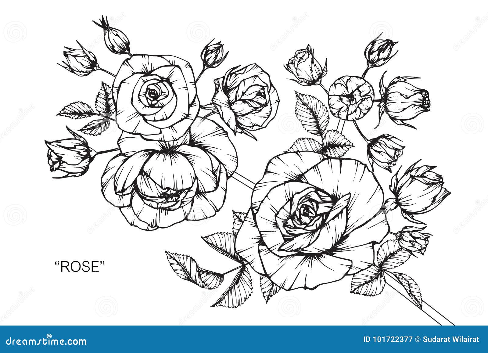 Dessin Et Croquis De Fleur De Rose Illustration de Vecteur ...