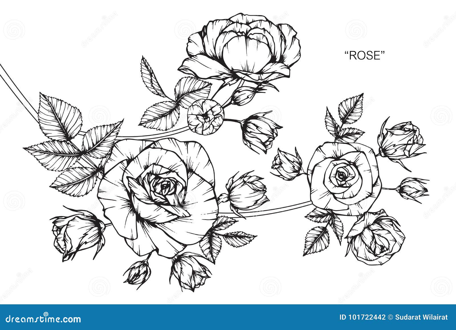 Dessin Et Croquis De Fleur De Rose Illustration de Vecteur ...