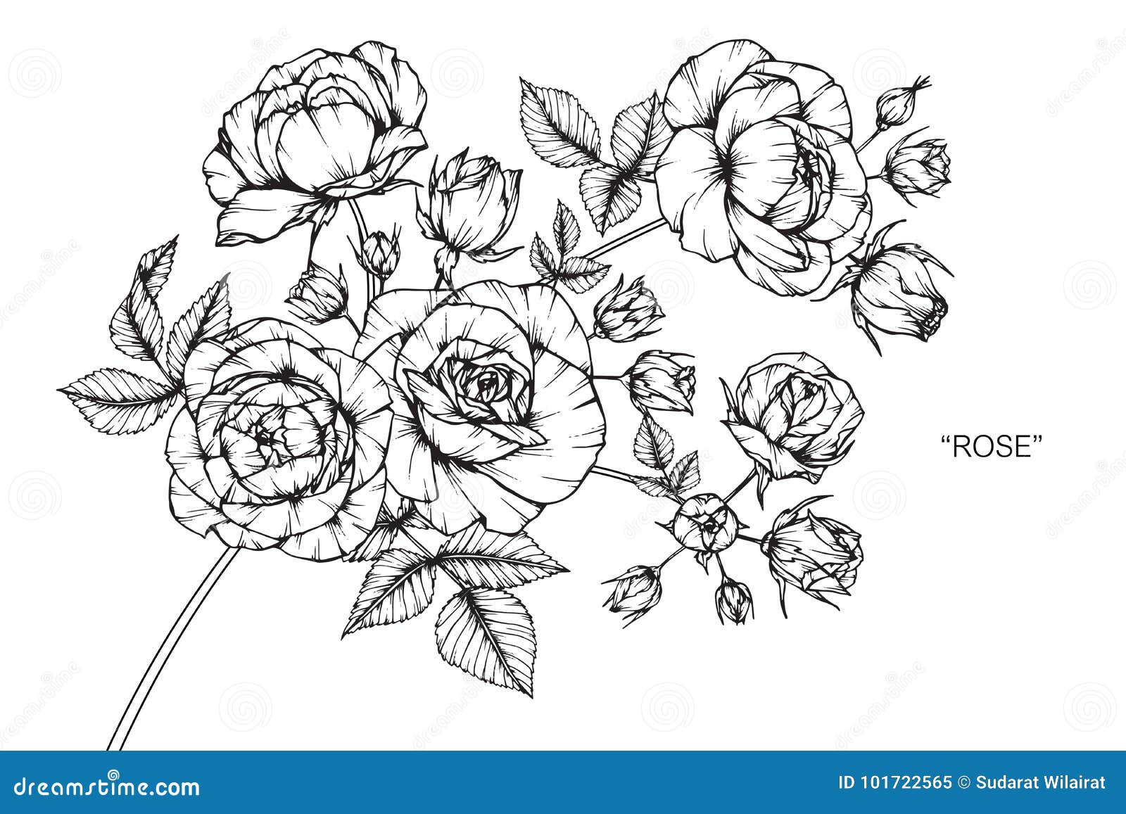 Dessin Et Croquis De Fleur De Rose Illustration de Vecteur ...