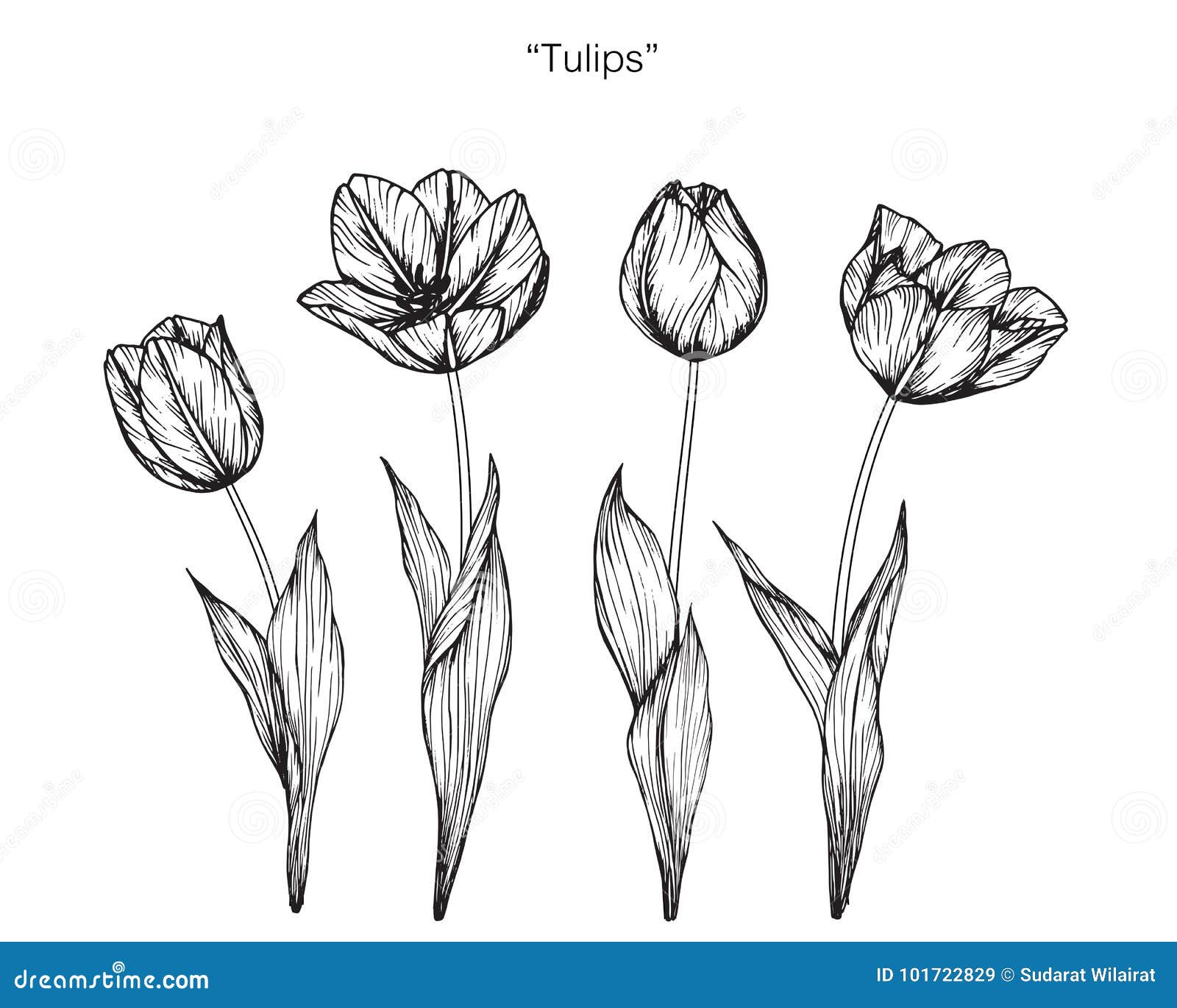 Dessin Et Croquis De Fleur De Tulipe Illustration de Vecteur ...