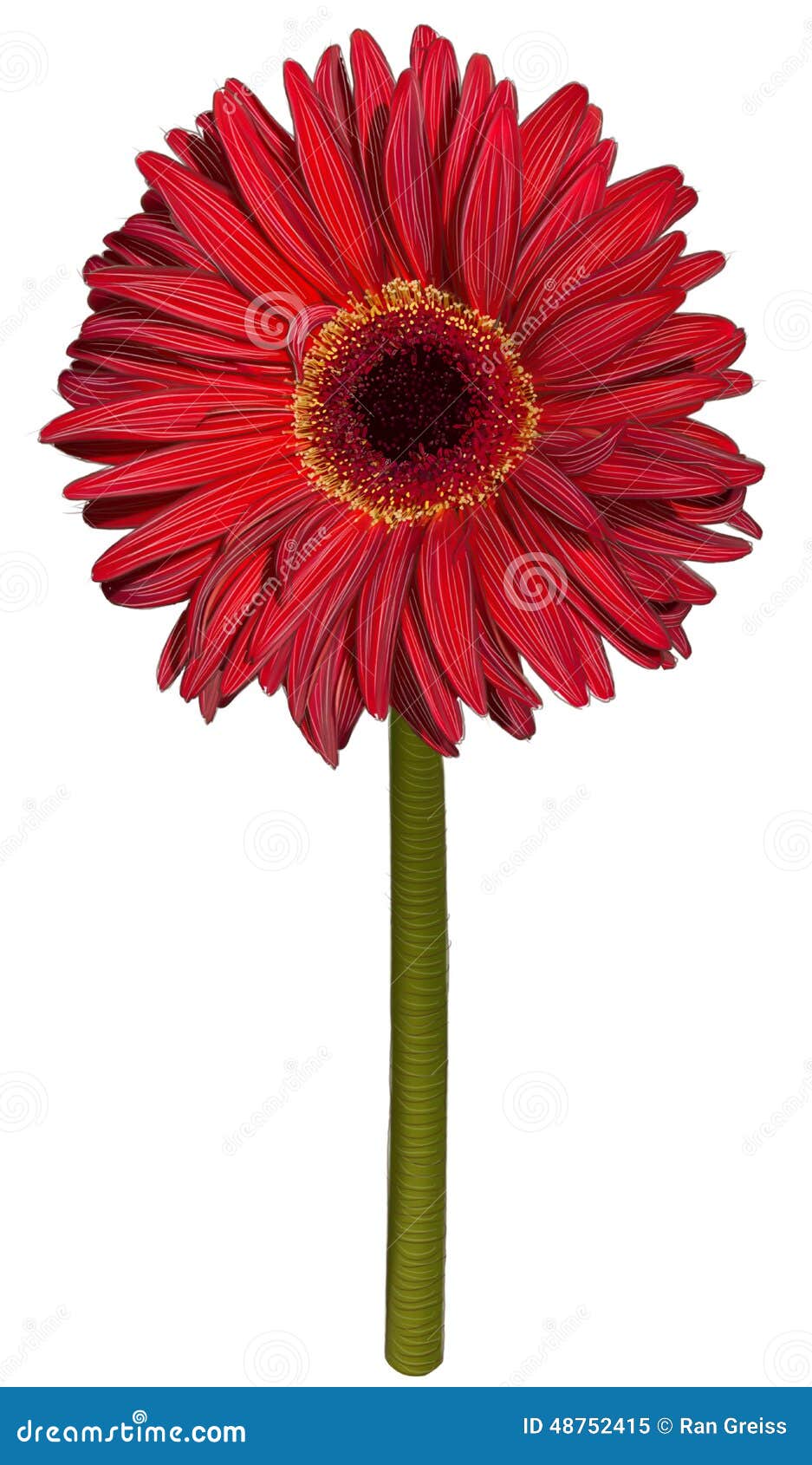 Dessin Rouge De Fleur De Gerbera Illustration Stock - Illustration du ...