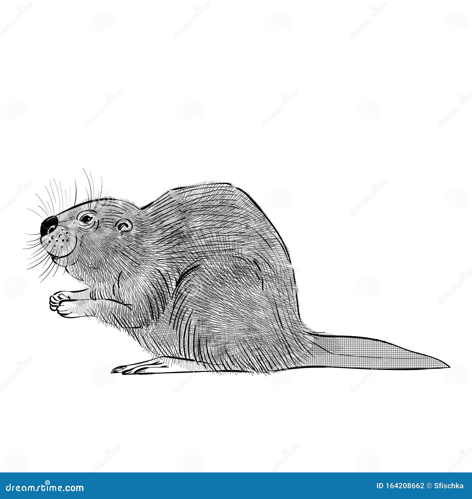 Dessiner un castor illustration de vecteur. Illustration du mammifère ...