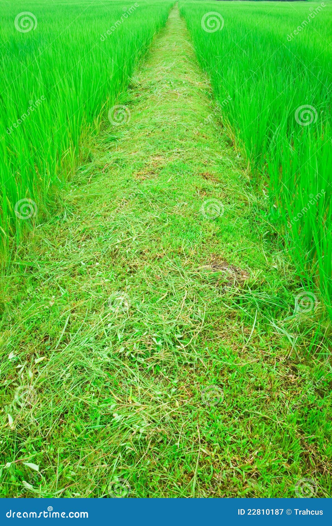 Destination is Too Far,pathway among Rice Field Stock Image - Image of ...