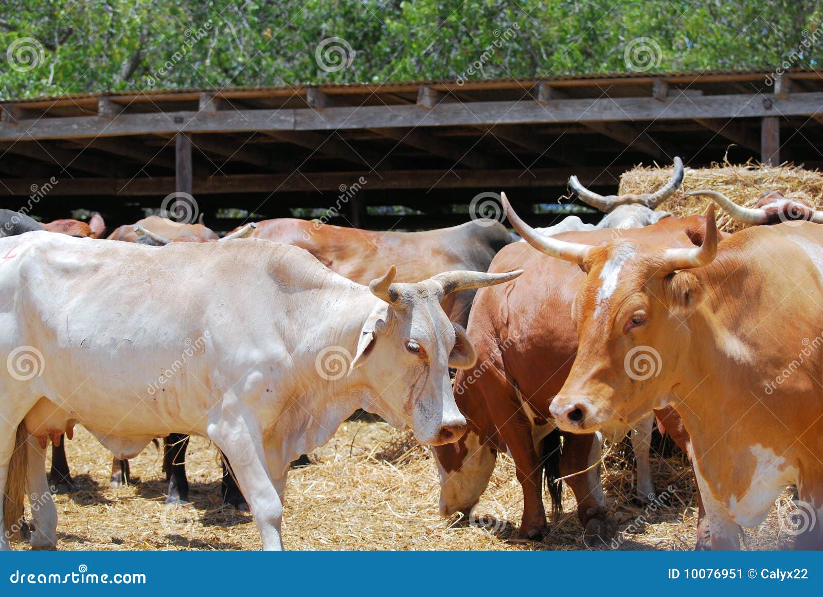 Destined for Death stock image. Image of ranching, malnourished - 10076951