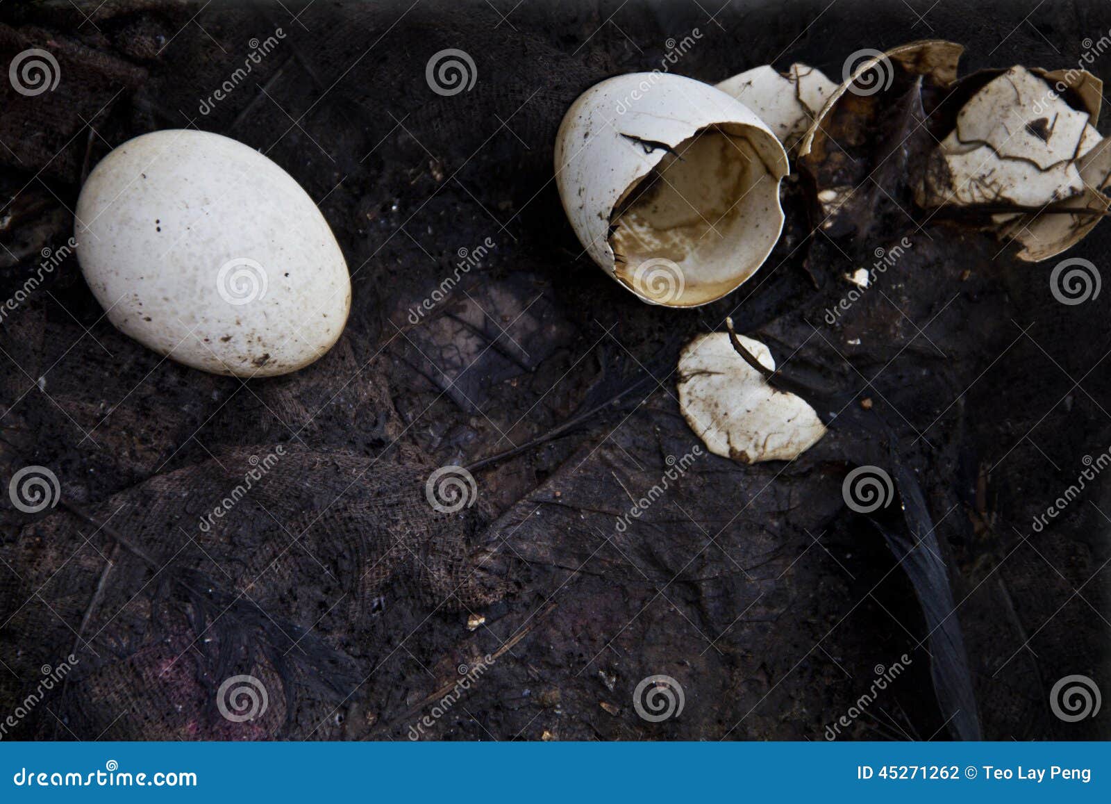 Destroy eggs stock photo. Image of damage, baby, destroy - 45271262