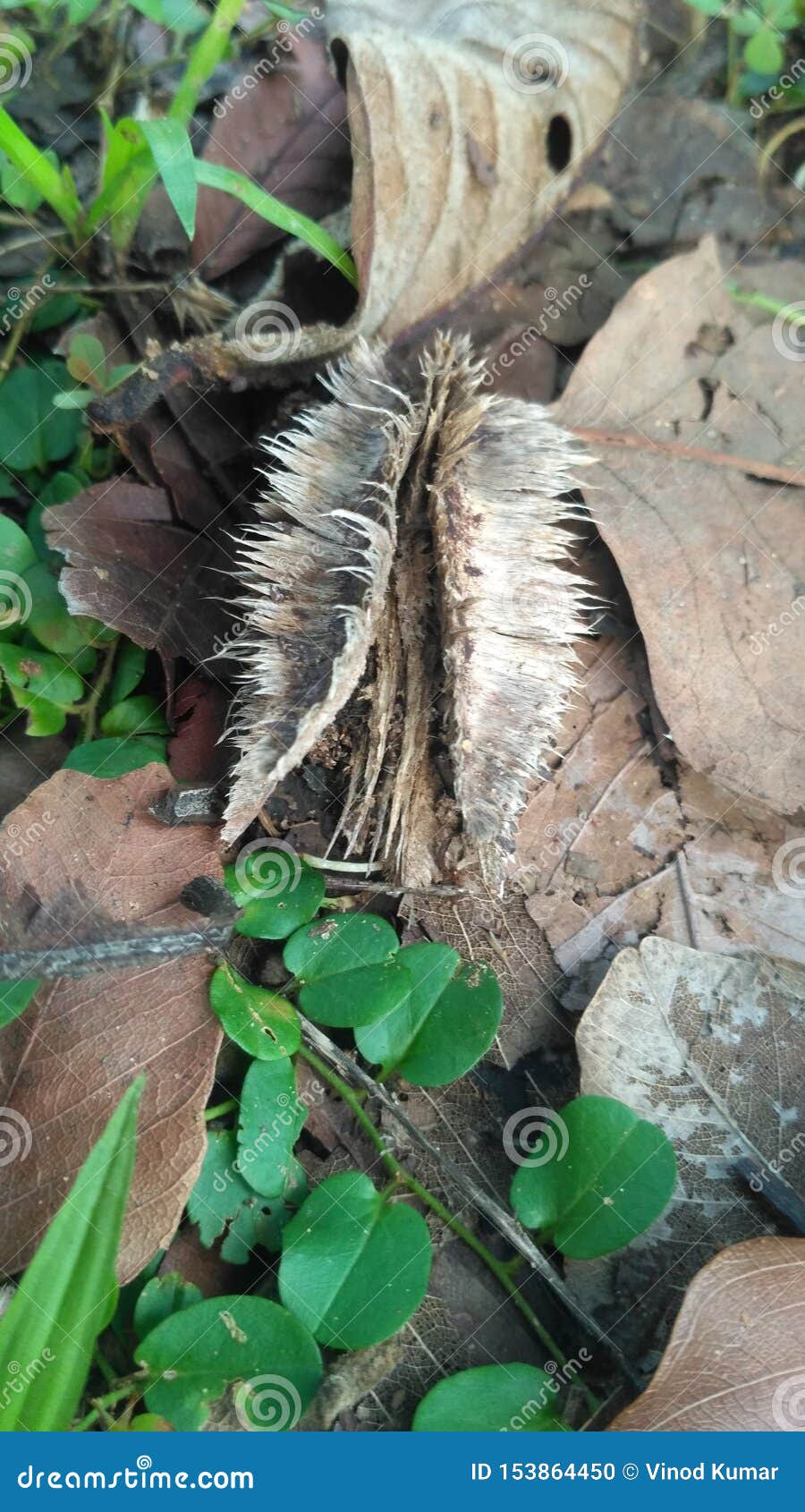 Destroy fruit in forest stock photo. Image of nature - 153864450