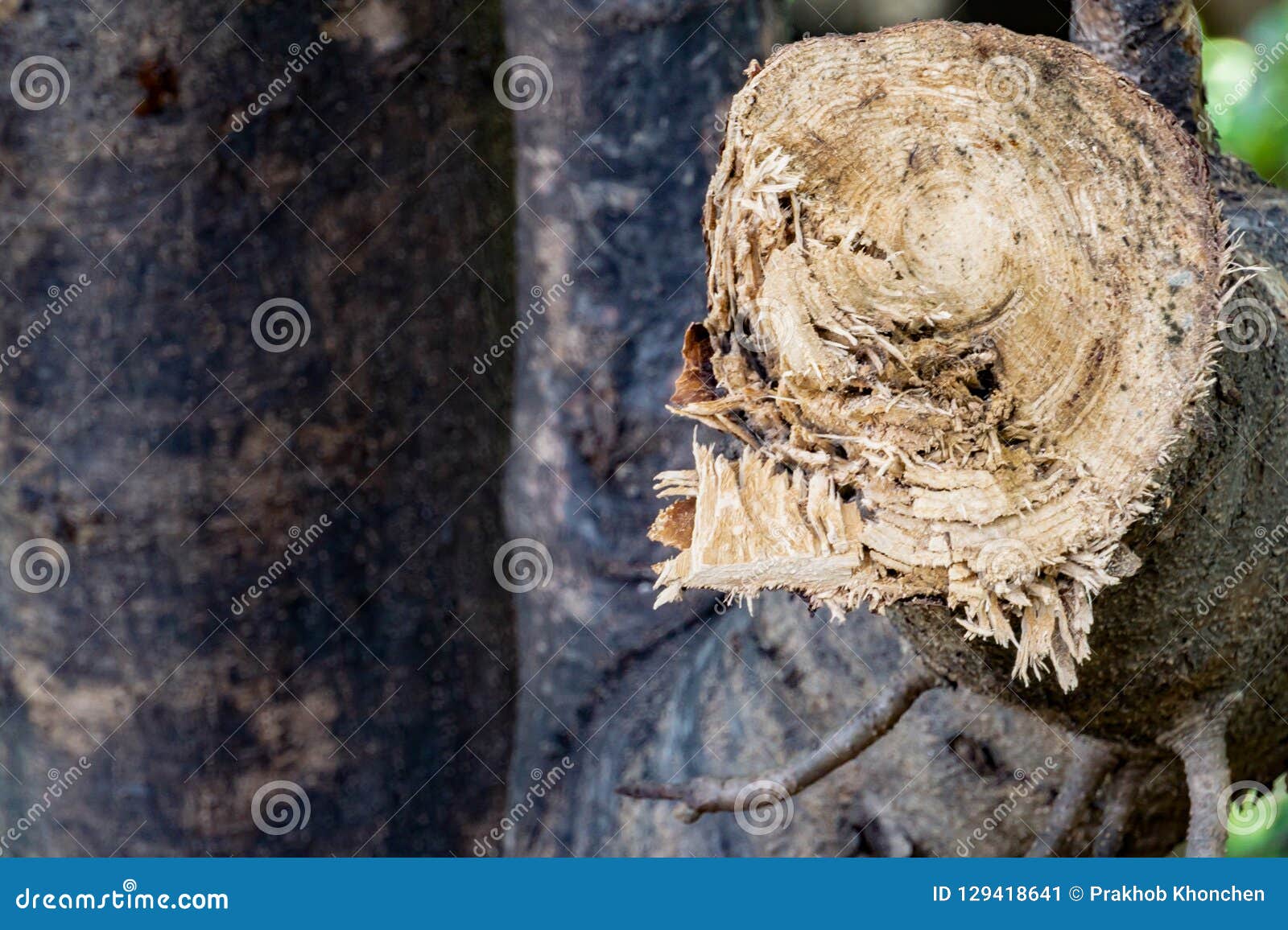 Destroy Jungle, Logs Extracted from a Sustainable Forest Under S Stock ...