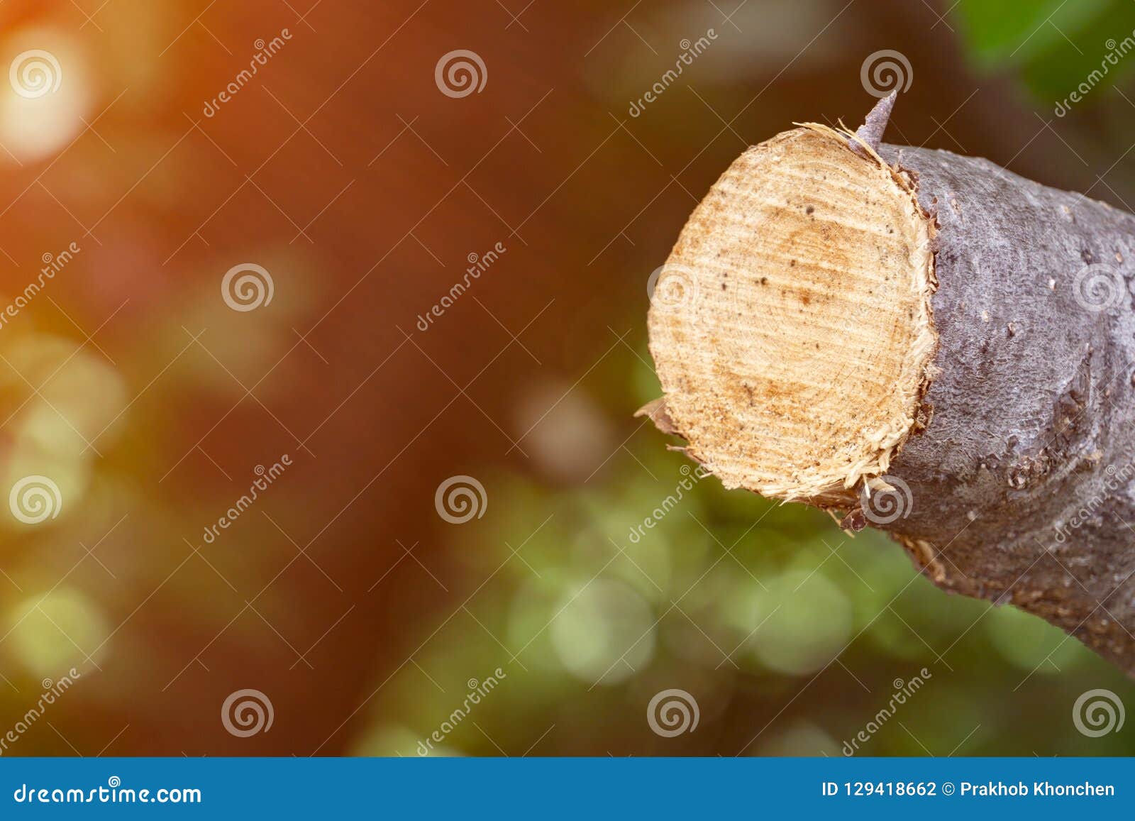 Destroy Jungle, Logs Extracted from a Sustainable Forest Under S Stock ...