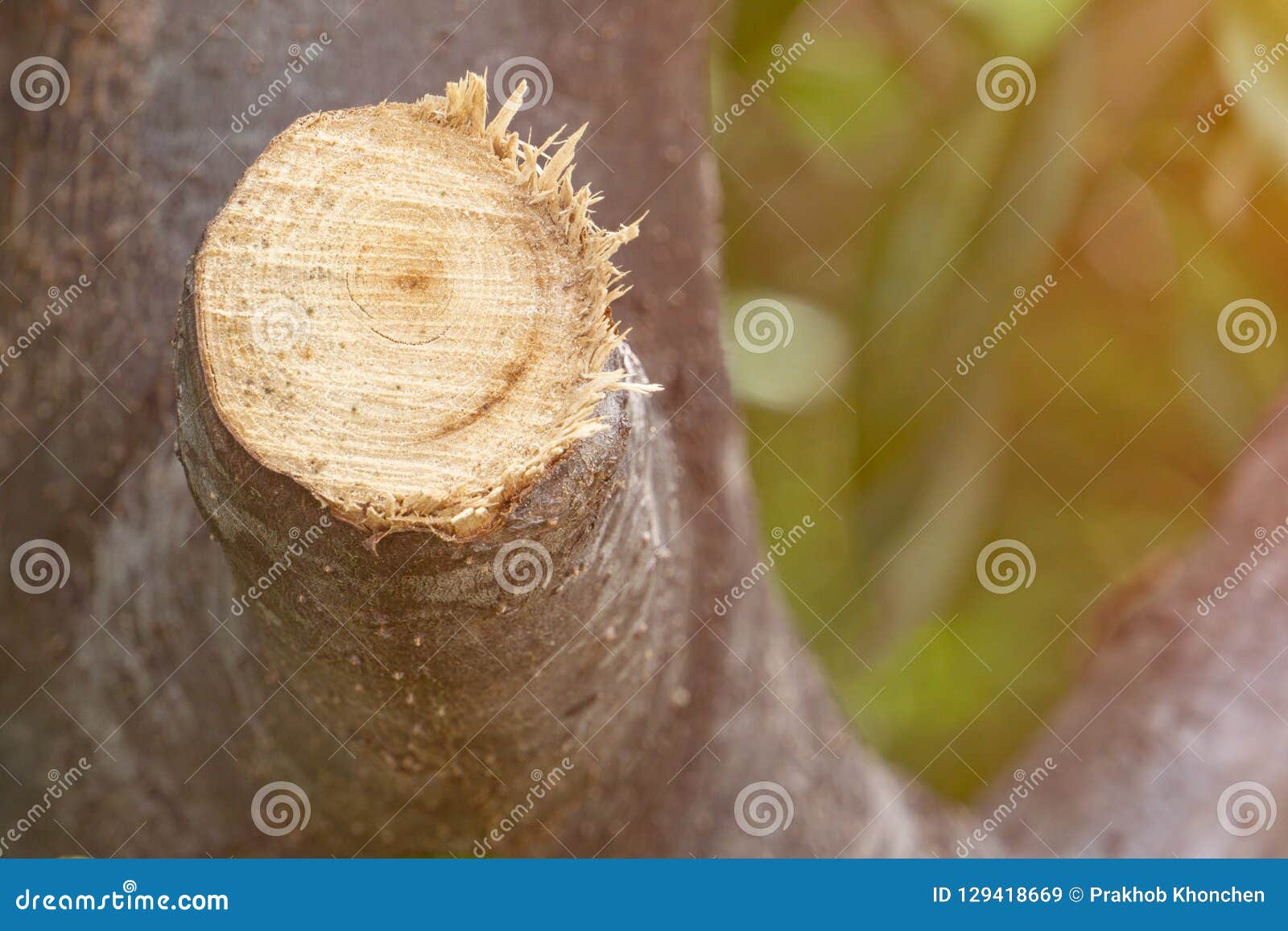 Destroy Jungle, Logs Extracted from a Sustainable Forest Under S Stock ...
