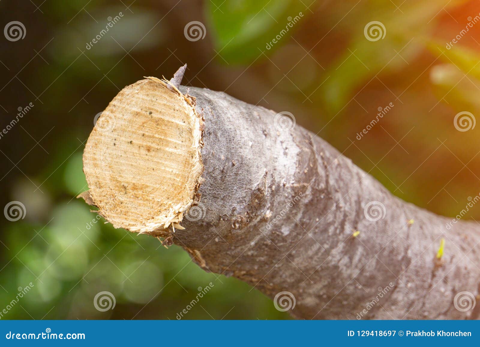 Destroy Jungle, Logs Extracted from a Sustainable Forest Under S Stock ...